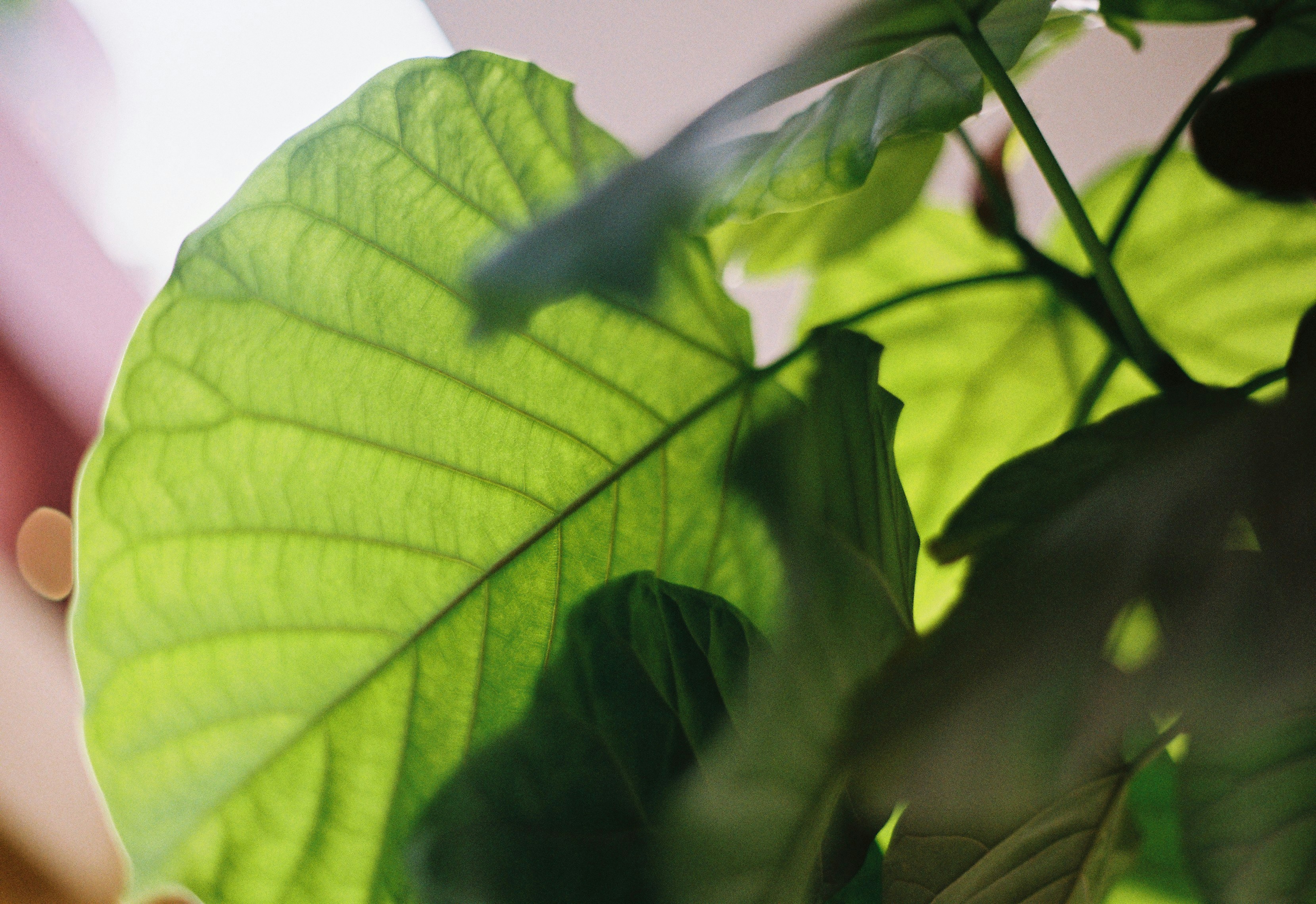 Green Veil: Close-Up of Leaves Illuminated by Soft Backlight