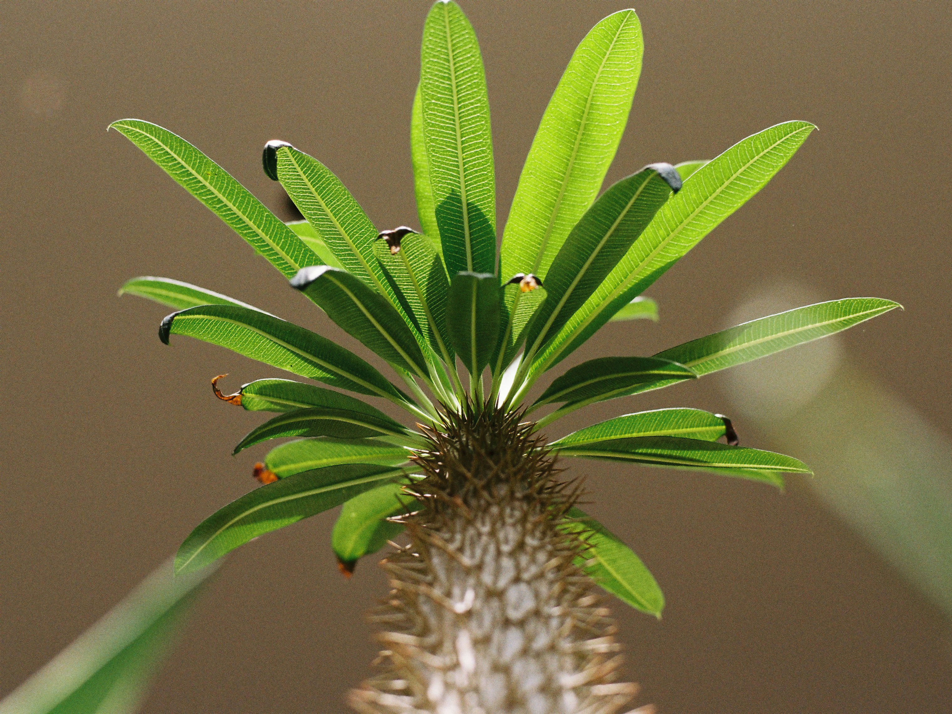 Top-Down Palm Crown: Fronds Fanning from a Textured Trunk