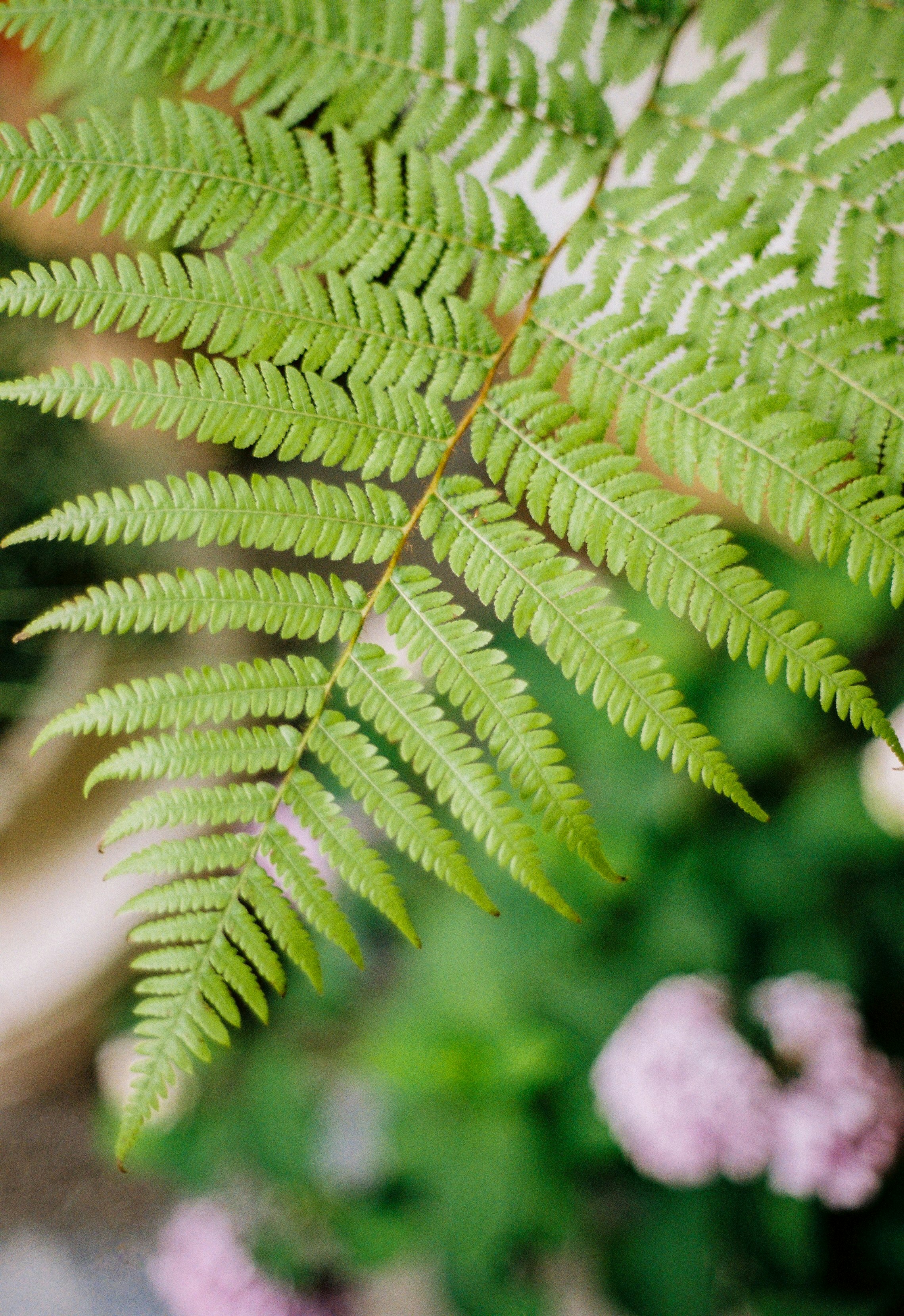 Fractal fronds: a fern leaf in sharp focus against blurred garden backdrop