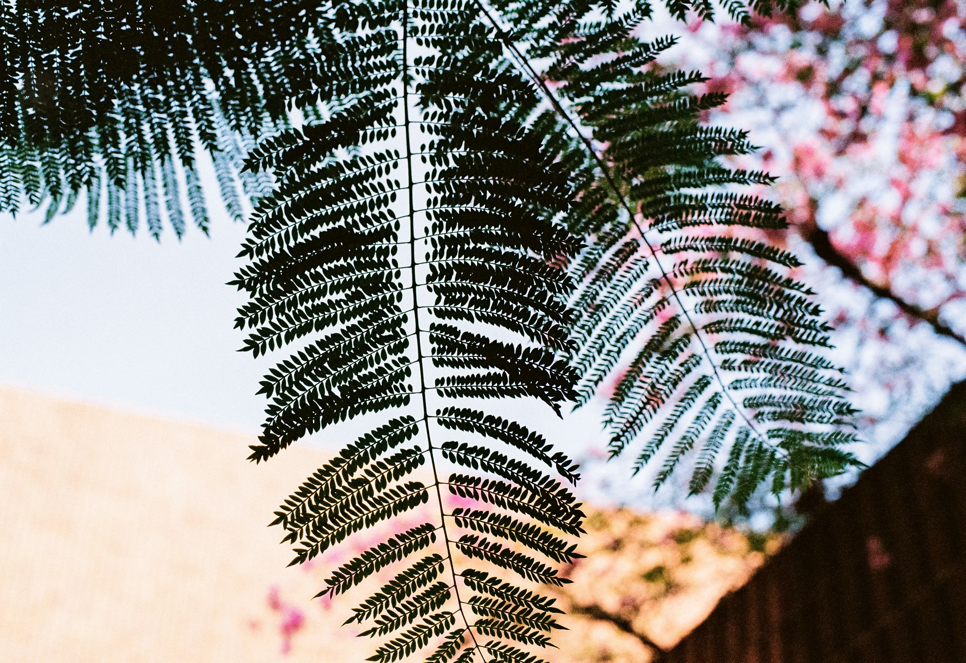 Fronds in Focus: A Close Look at Textured Fern Vancouver Light