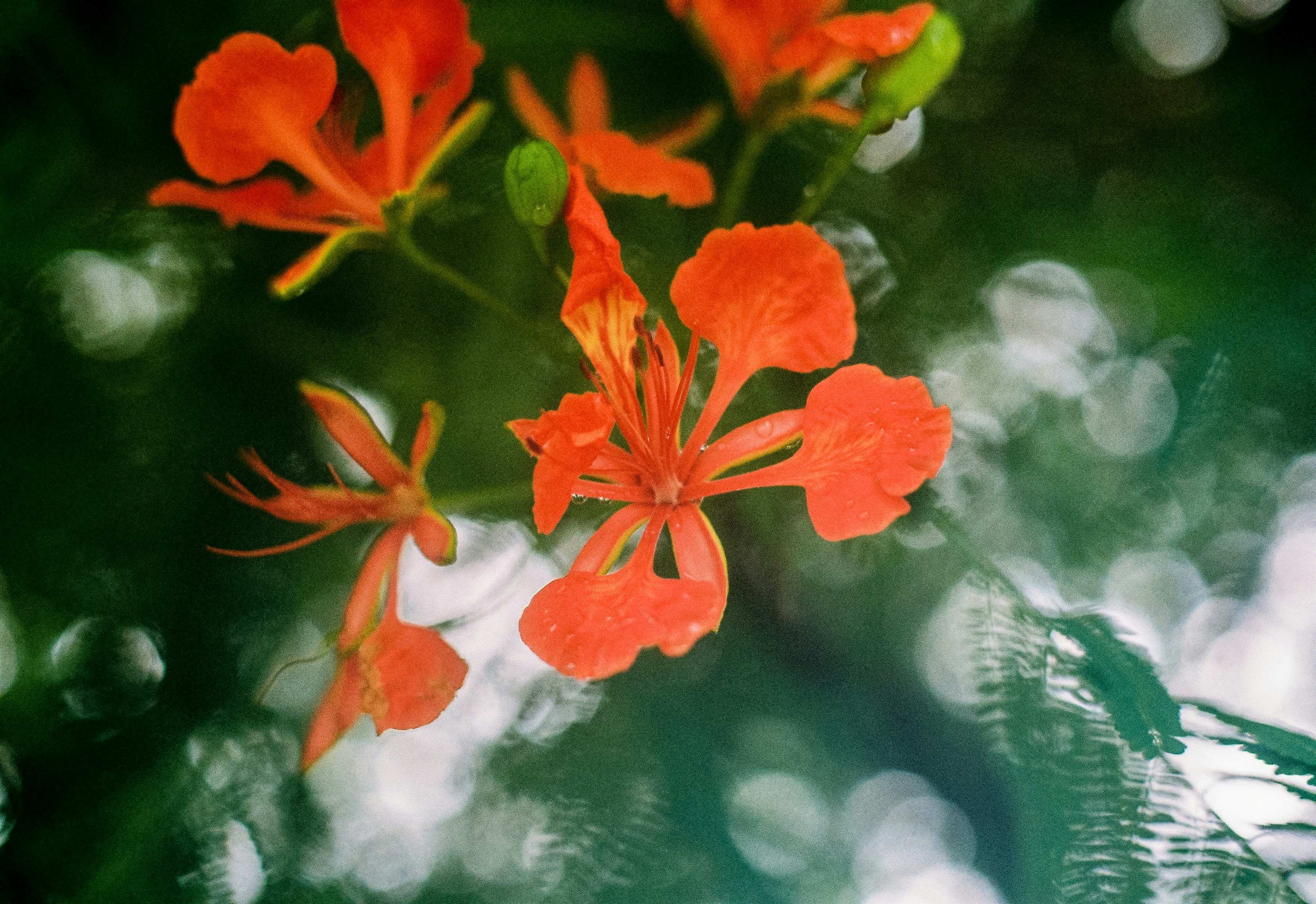 Crimson Orchid: Fire-tinged petals against a dappled green veil