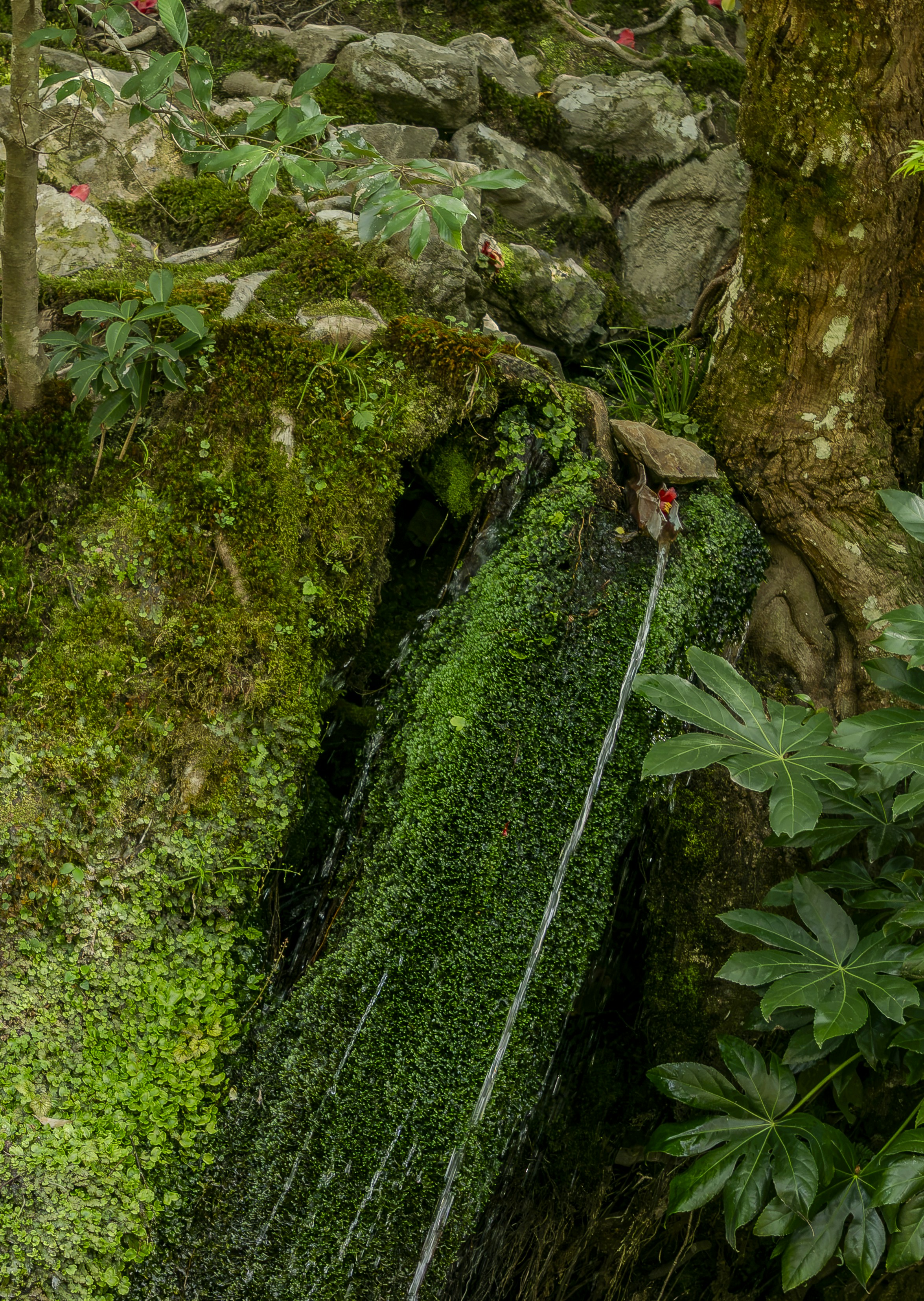 Verdant Veil: Moss-Covered Cascade Between Rocks