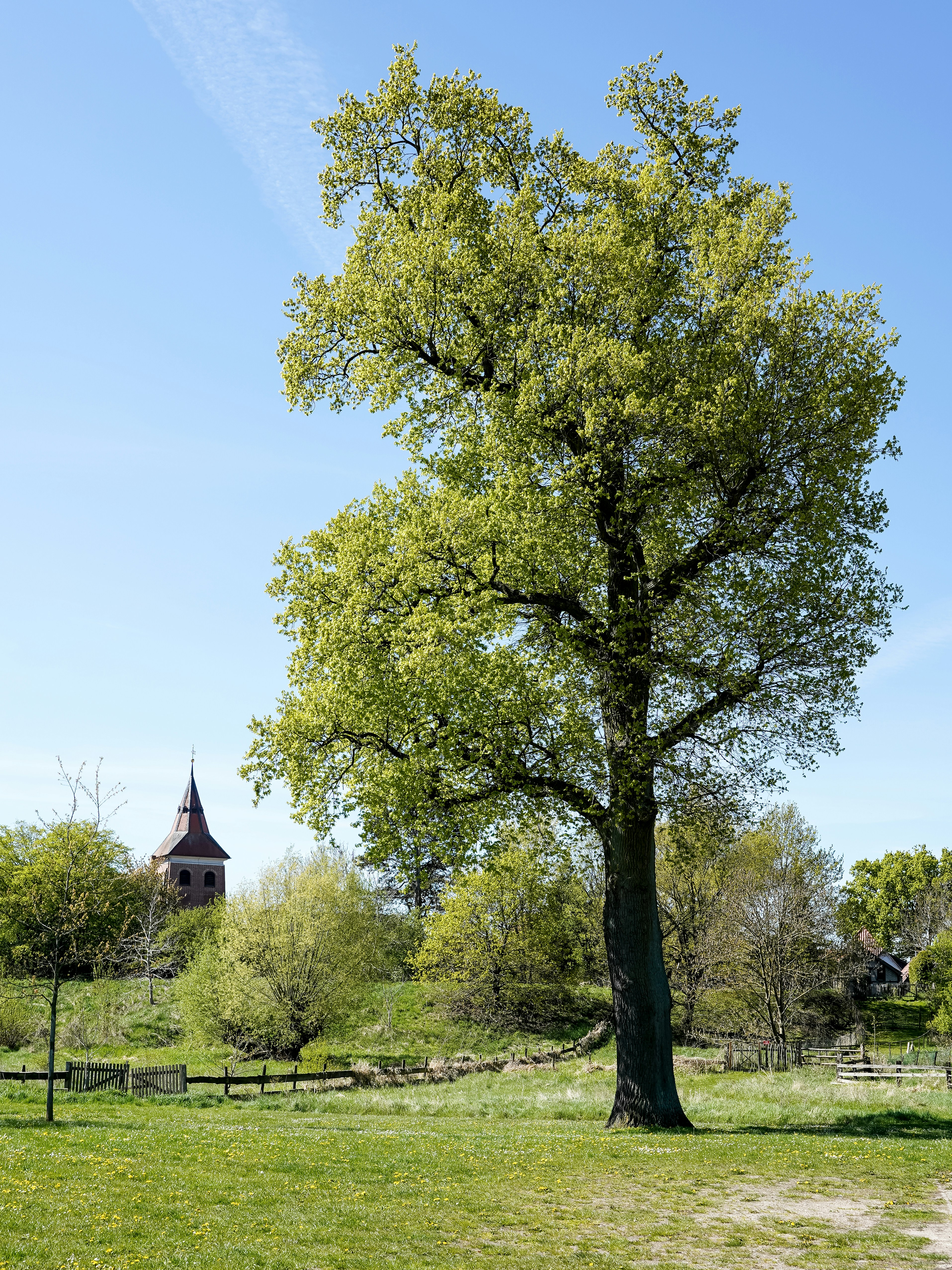  Lone Canopy: A Prominent Tree Framing a Quiet Village Scene