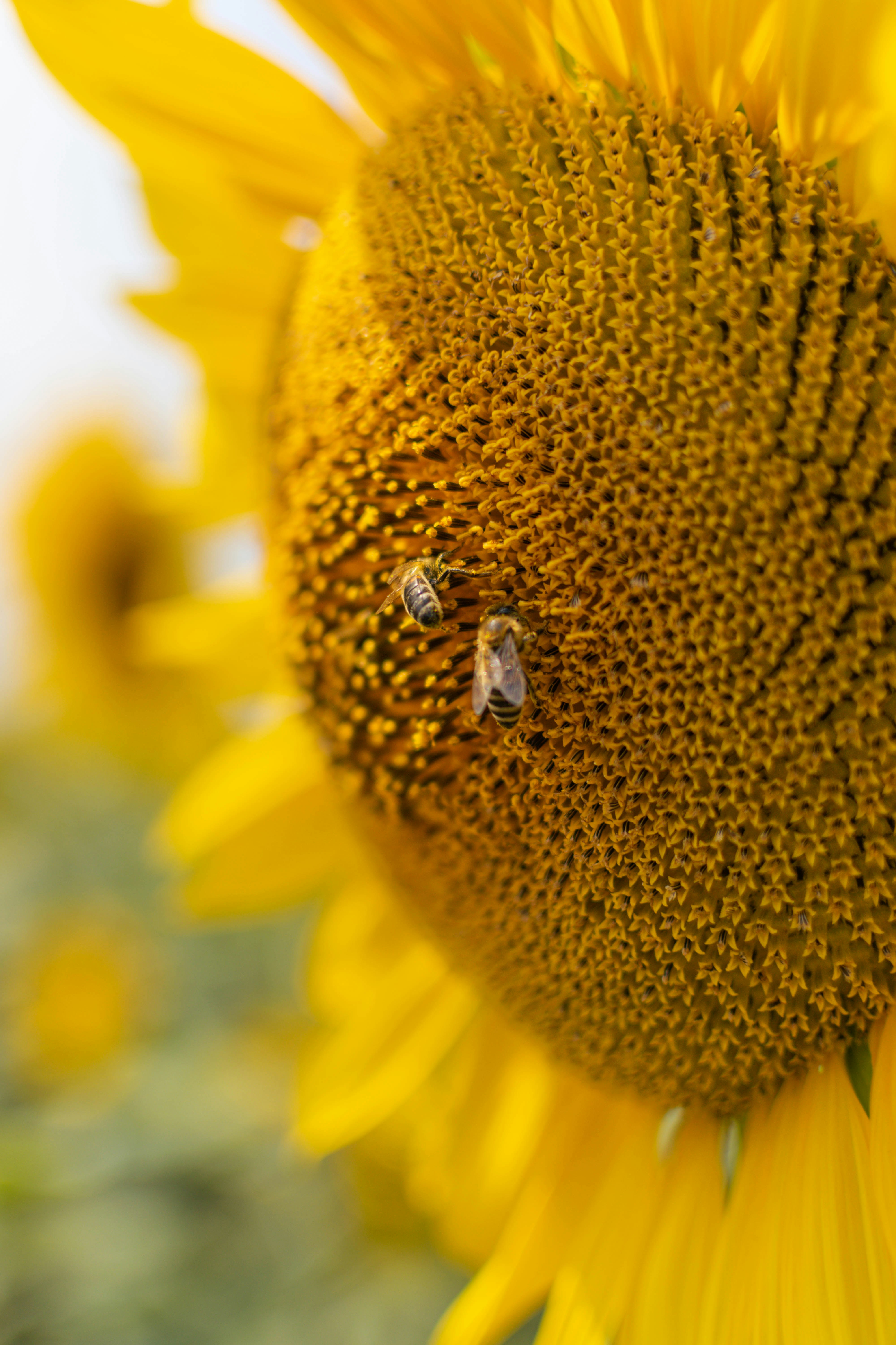 Sunlit Sunflower Hypnotic: Bees at the Heart of Golden Discs