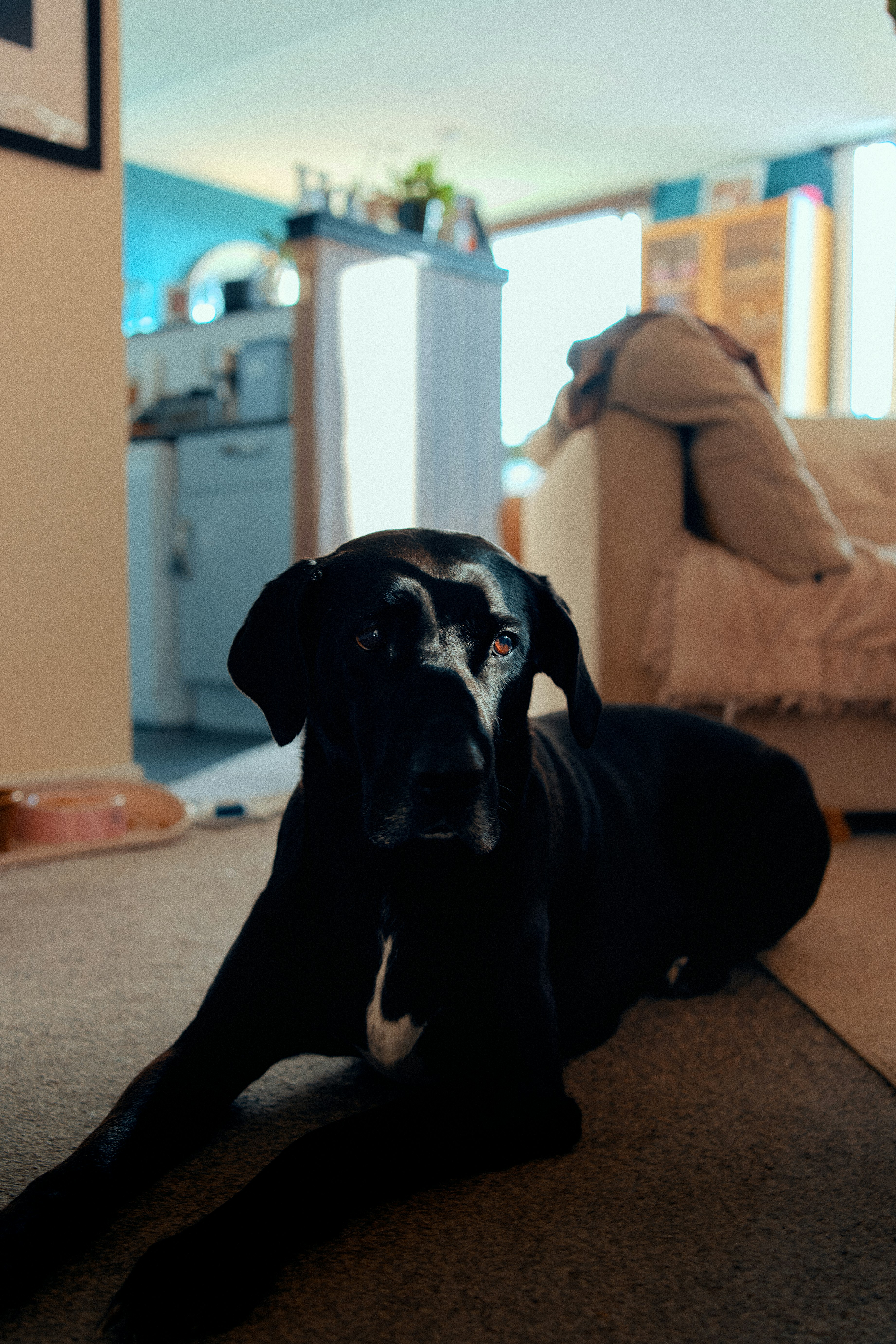Silent Sentinel: A Black Lab Resting in a Cozy Living Room