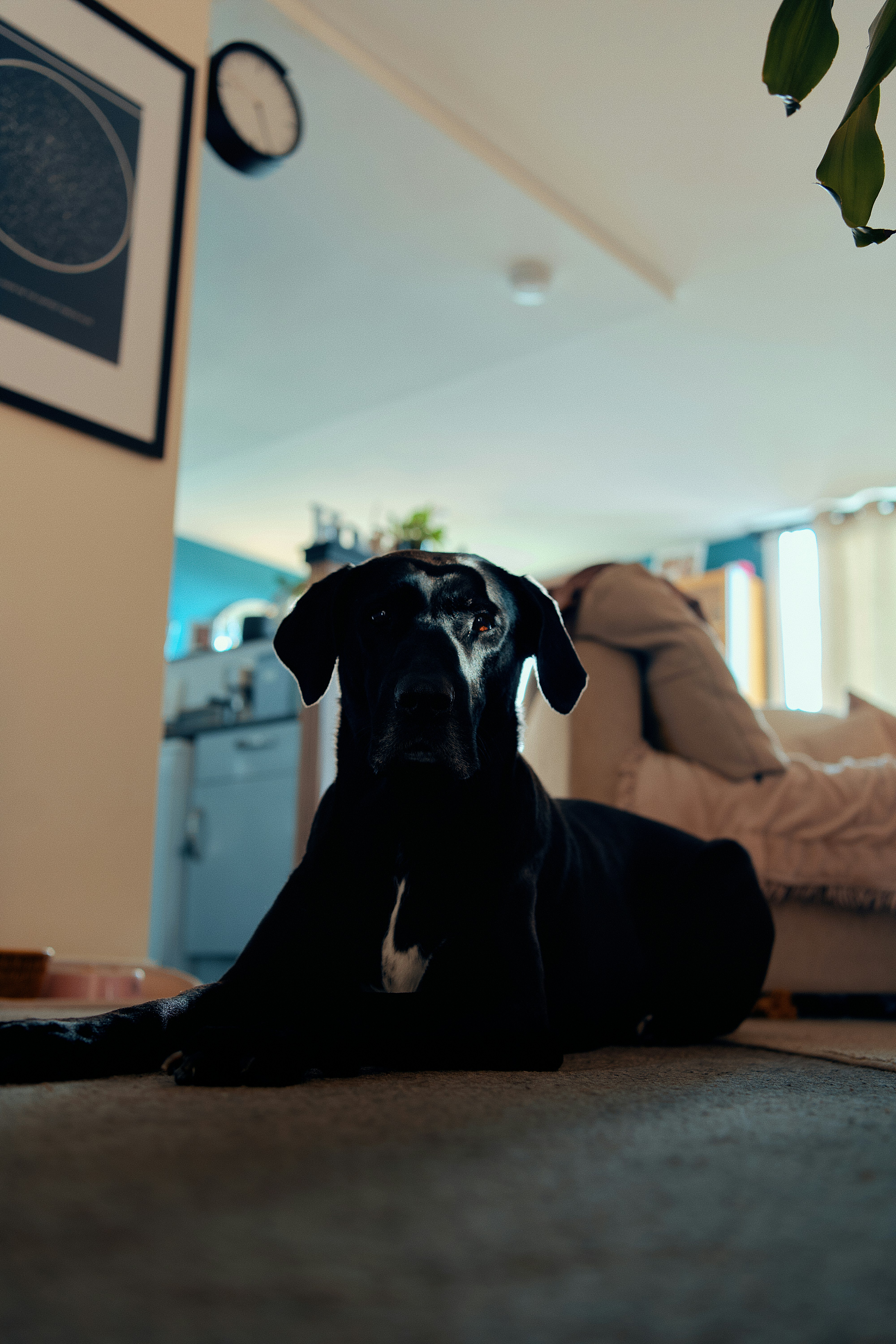 Lone Black Lab Resting in a Cozy Living Space