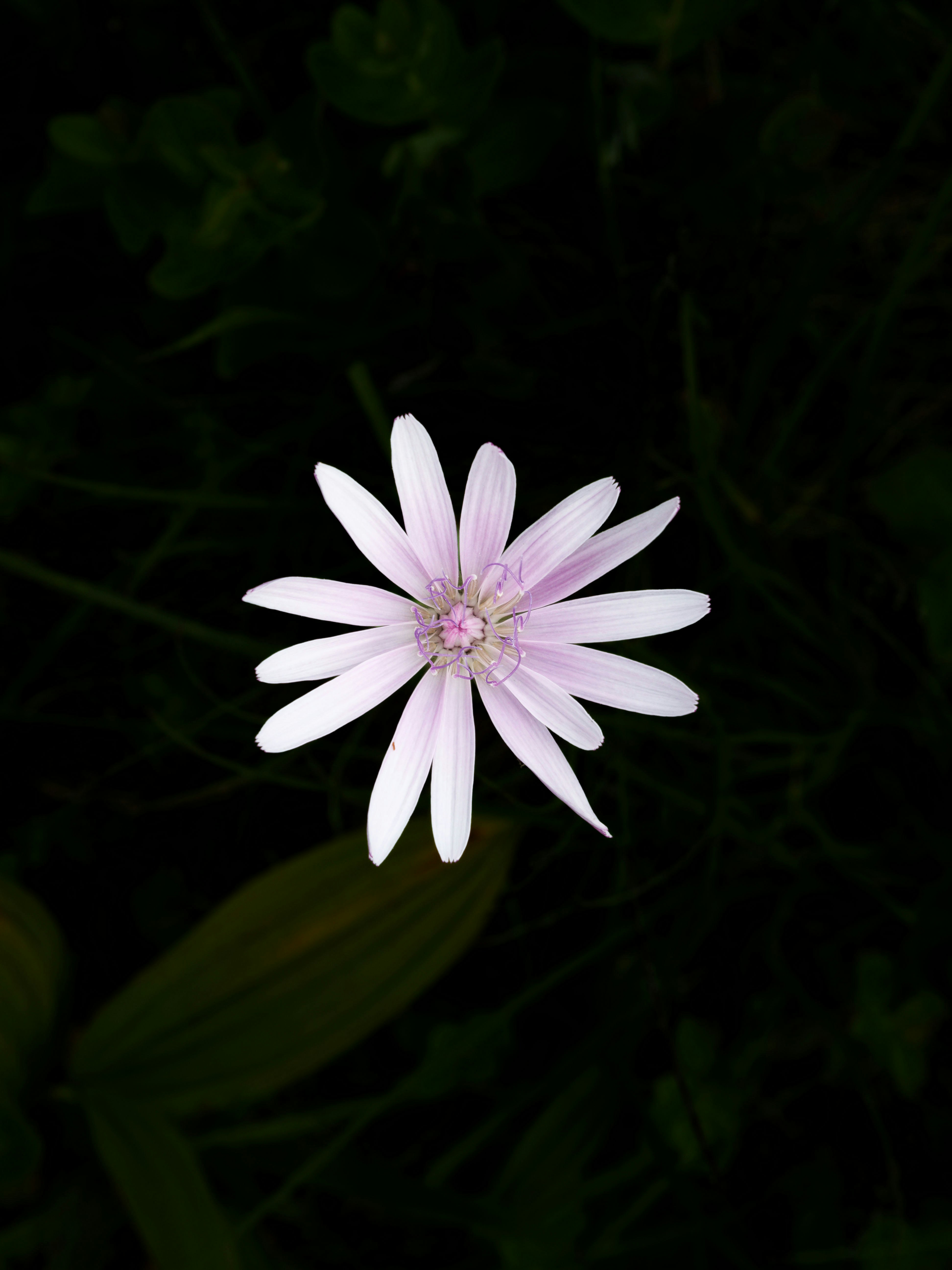 Single pale pink daisy-like bloom centered in a dark garden tapestry