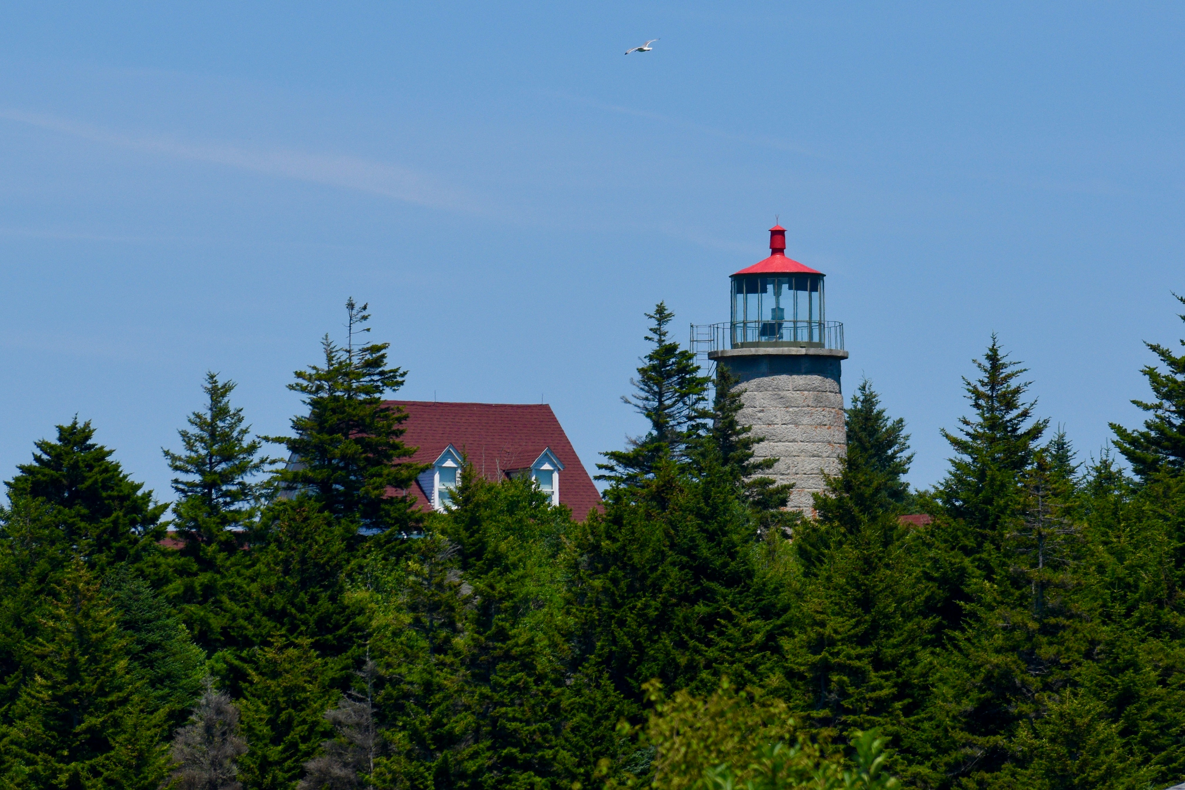 Lighthouse among pines: a coastal beacon peeking through the forest