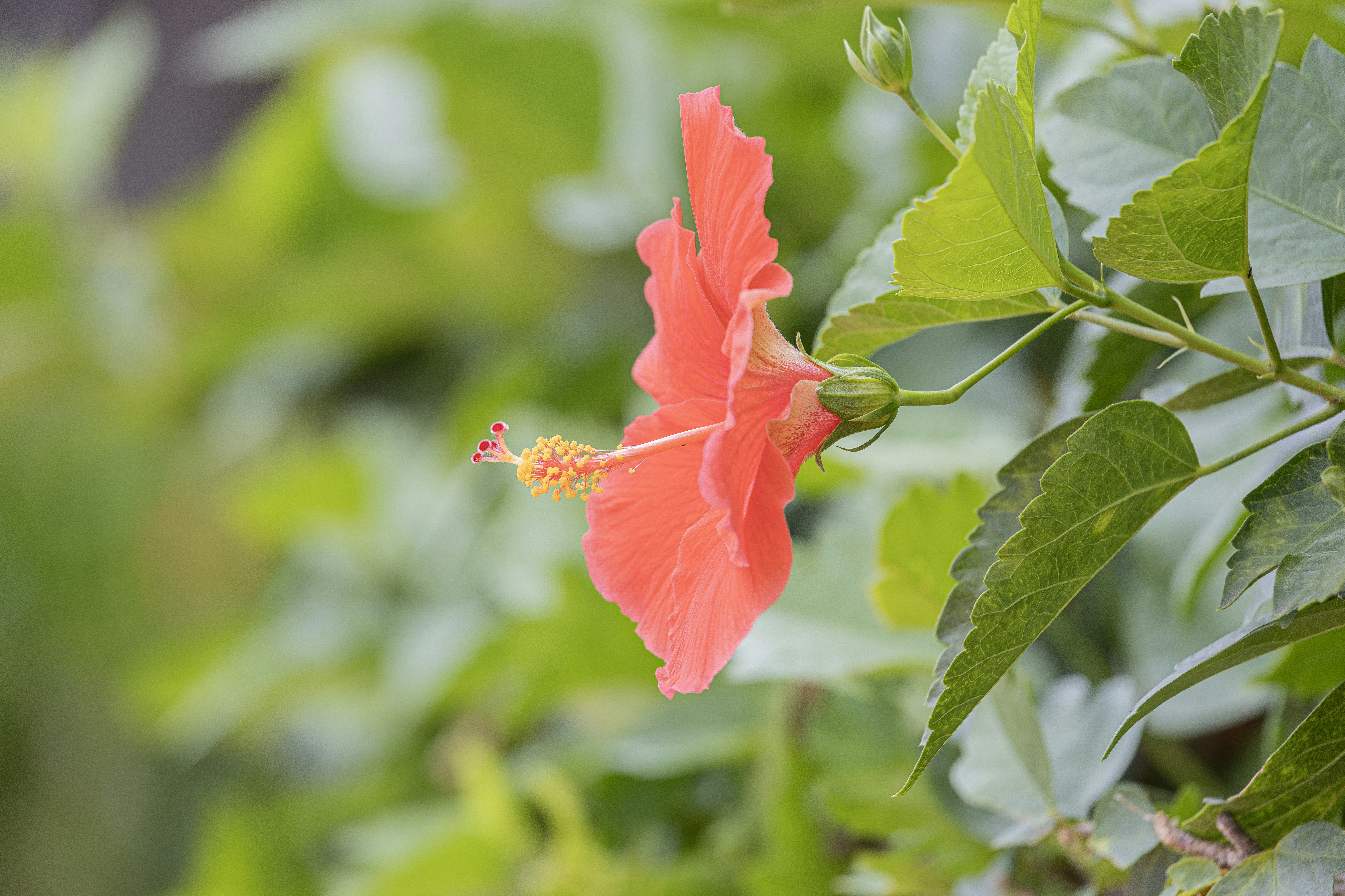 Coral Hibiscus in Soft Focus Greenery