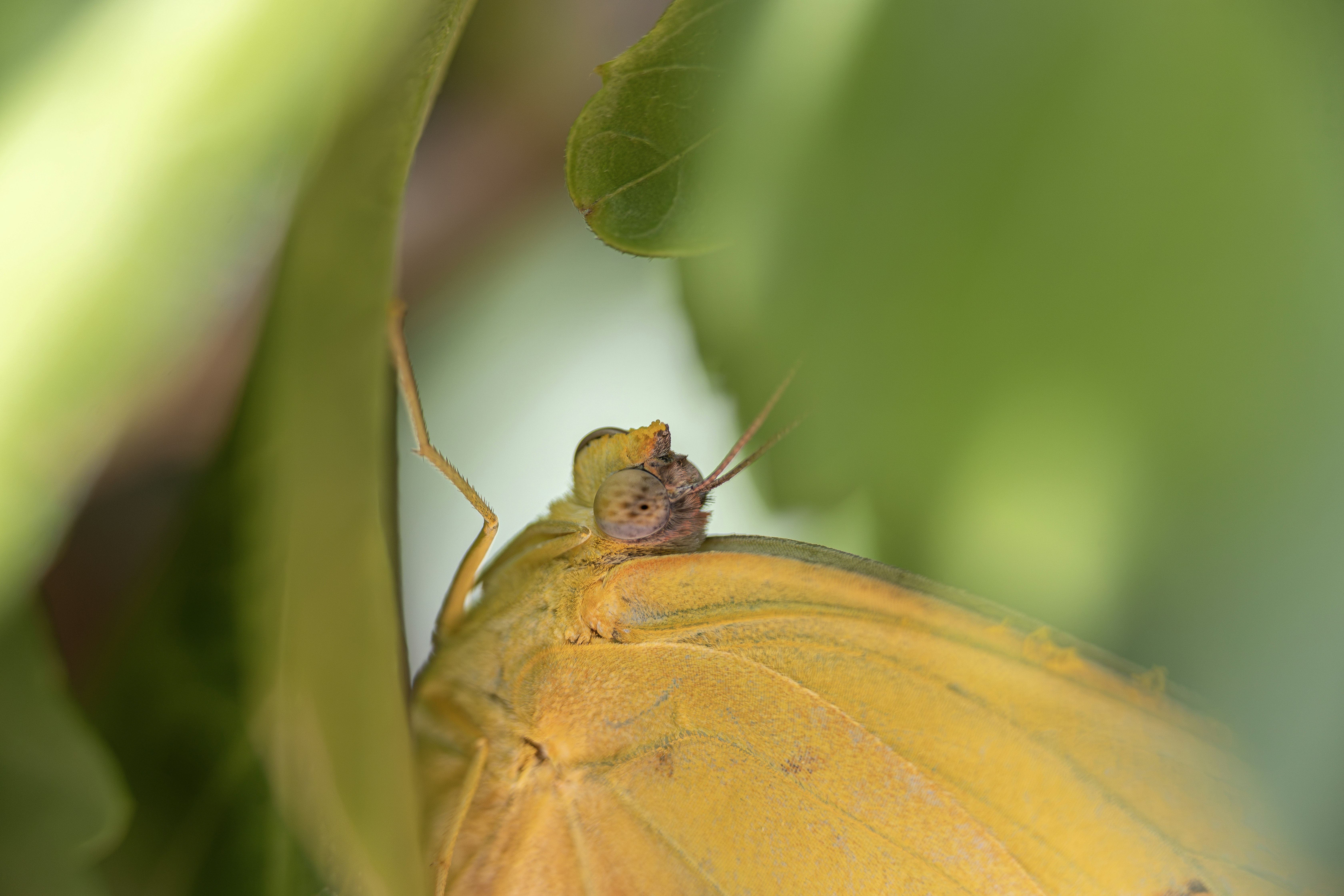 Golden Winged Macro: A Butterfly's Quiet Moment Among Leaves