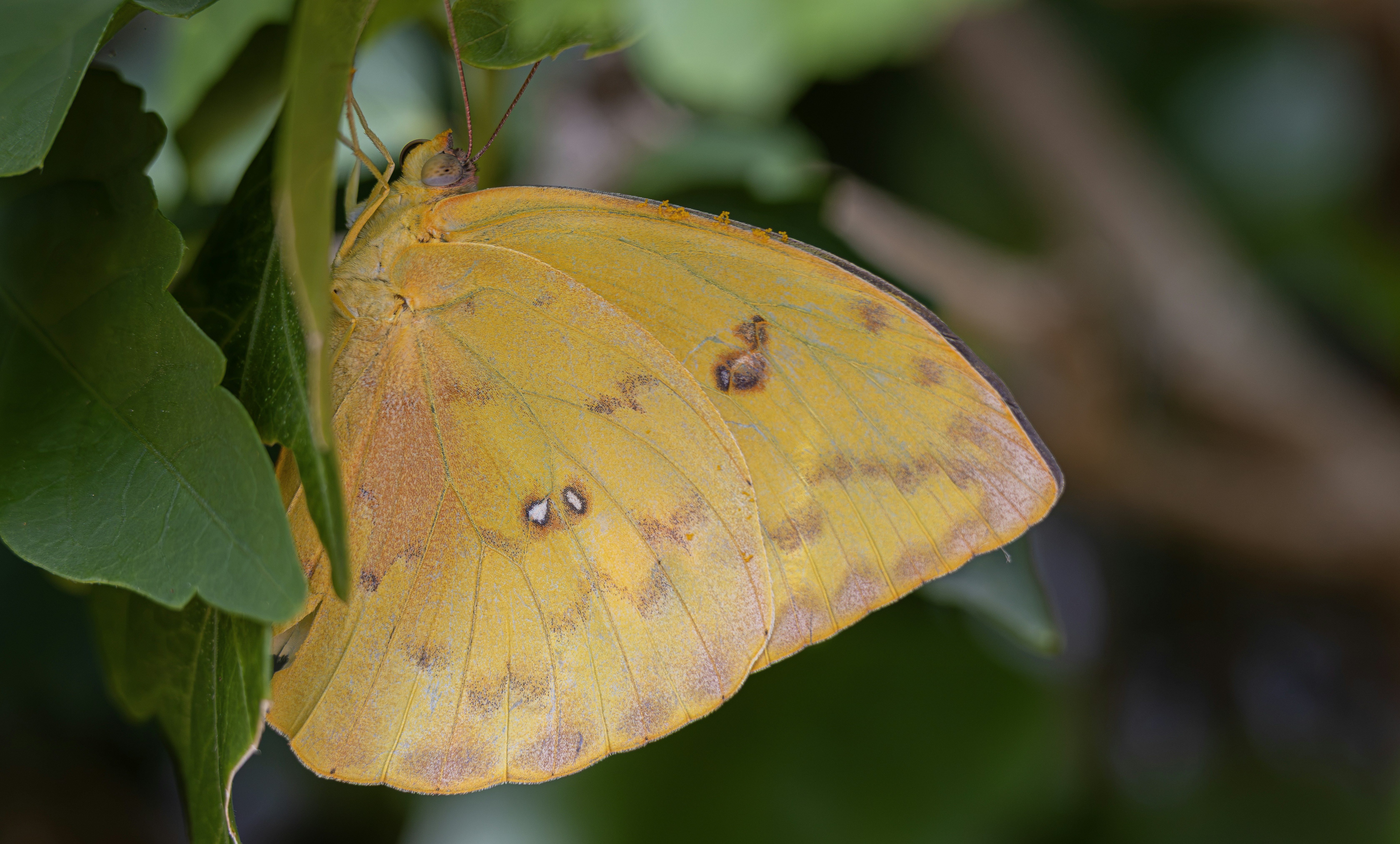 Sunlit Yellow Butterfly: A Moment of Quiet on Green