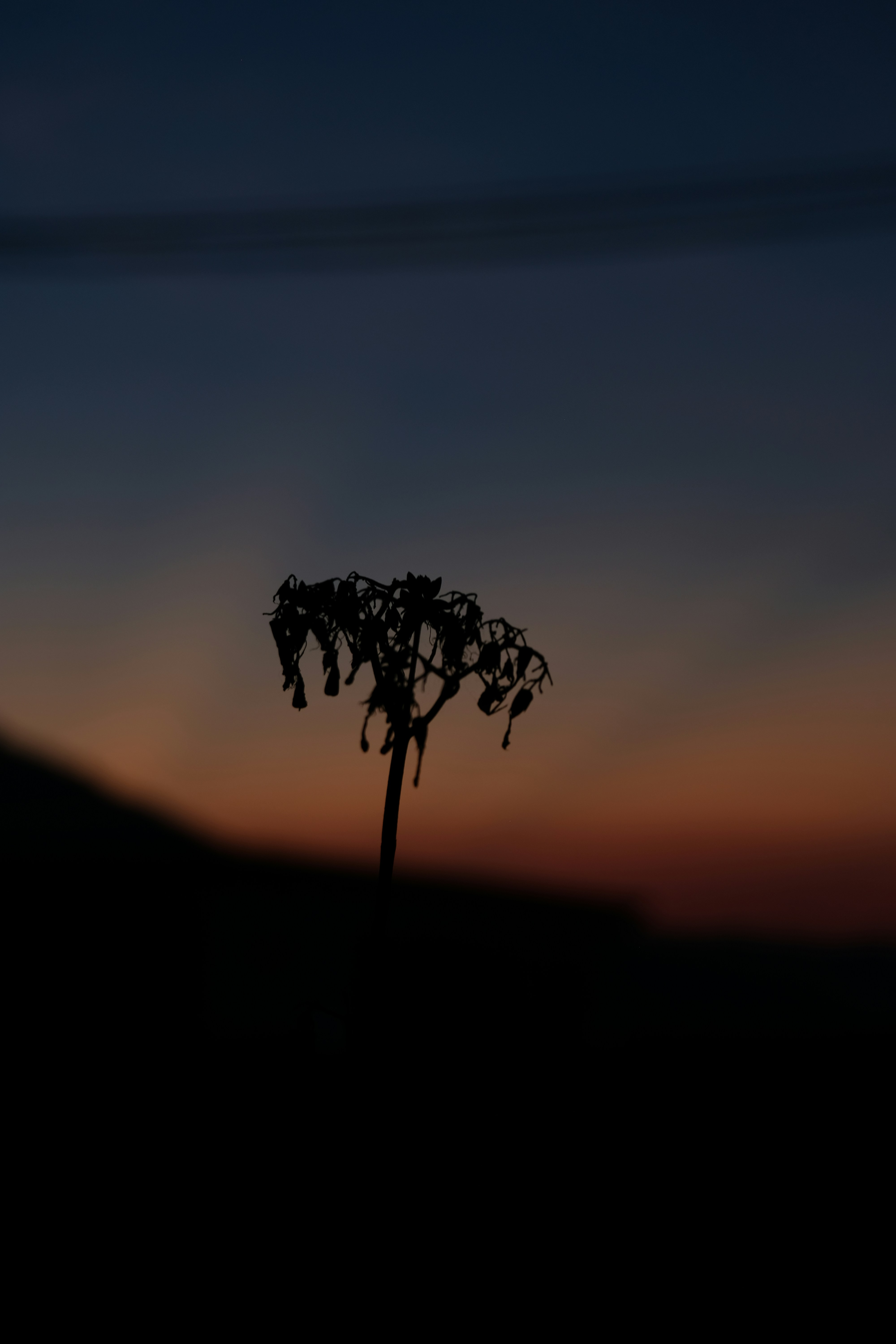 Wilted Umbel at Dusk: A Silhouette Against the Horizon