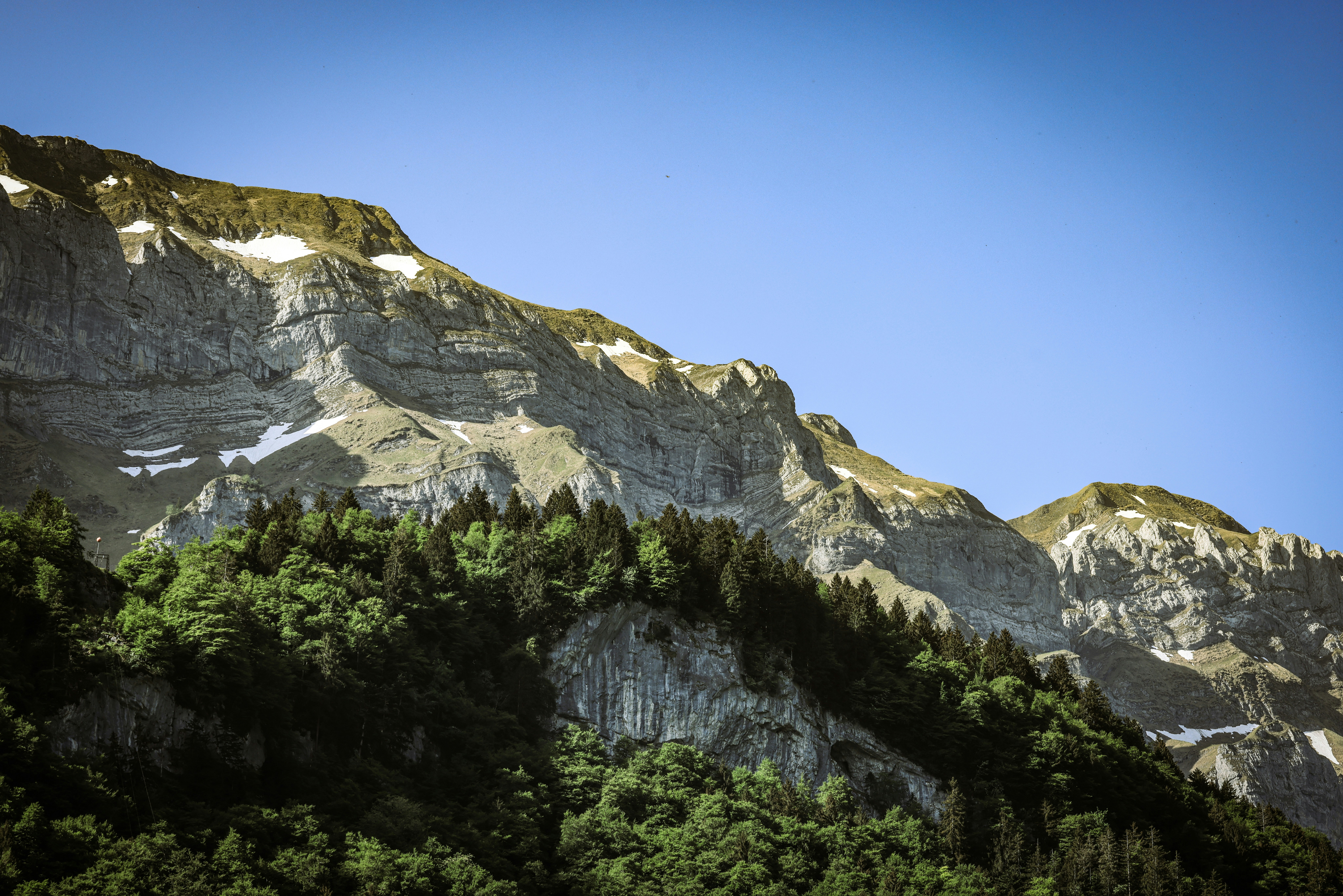 Rocky Ridge Above a Pine Forest