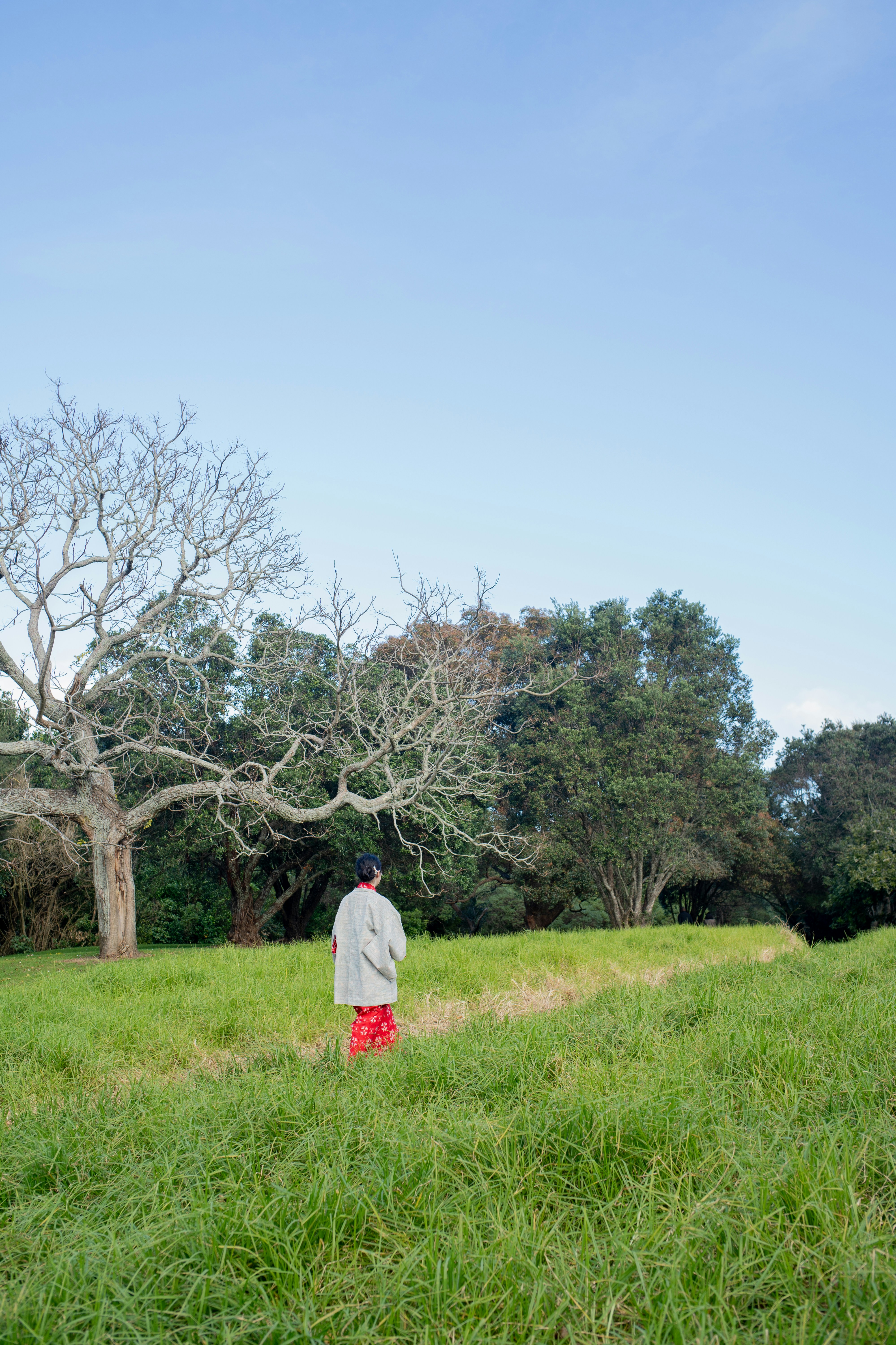 Striding Quiet Among Distant Trees