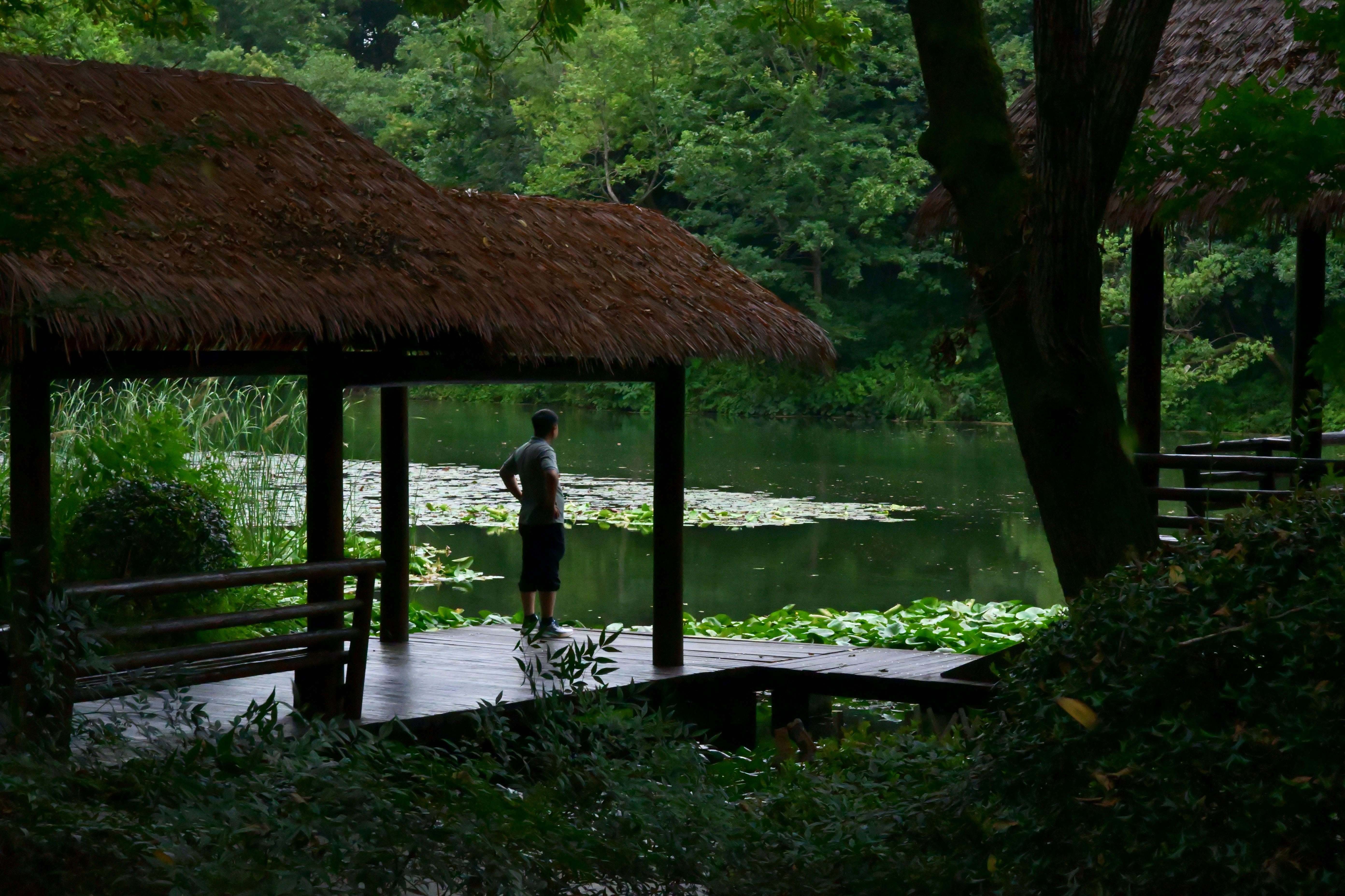 Lakeside Teahouse Shadow: A Silhouette by the Quiet Pond