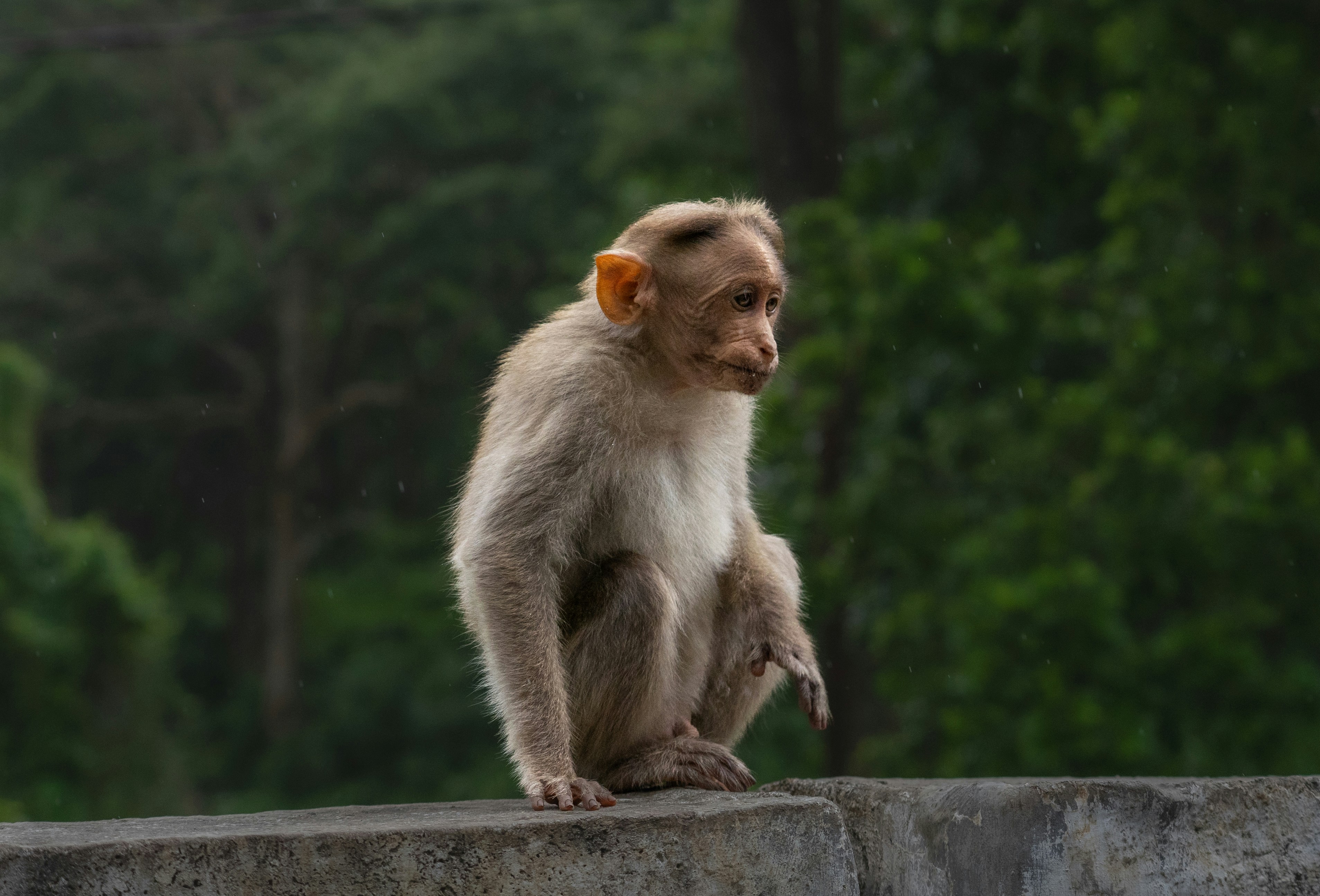Curious Monkeys on a Weathered Barrier