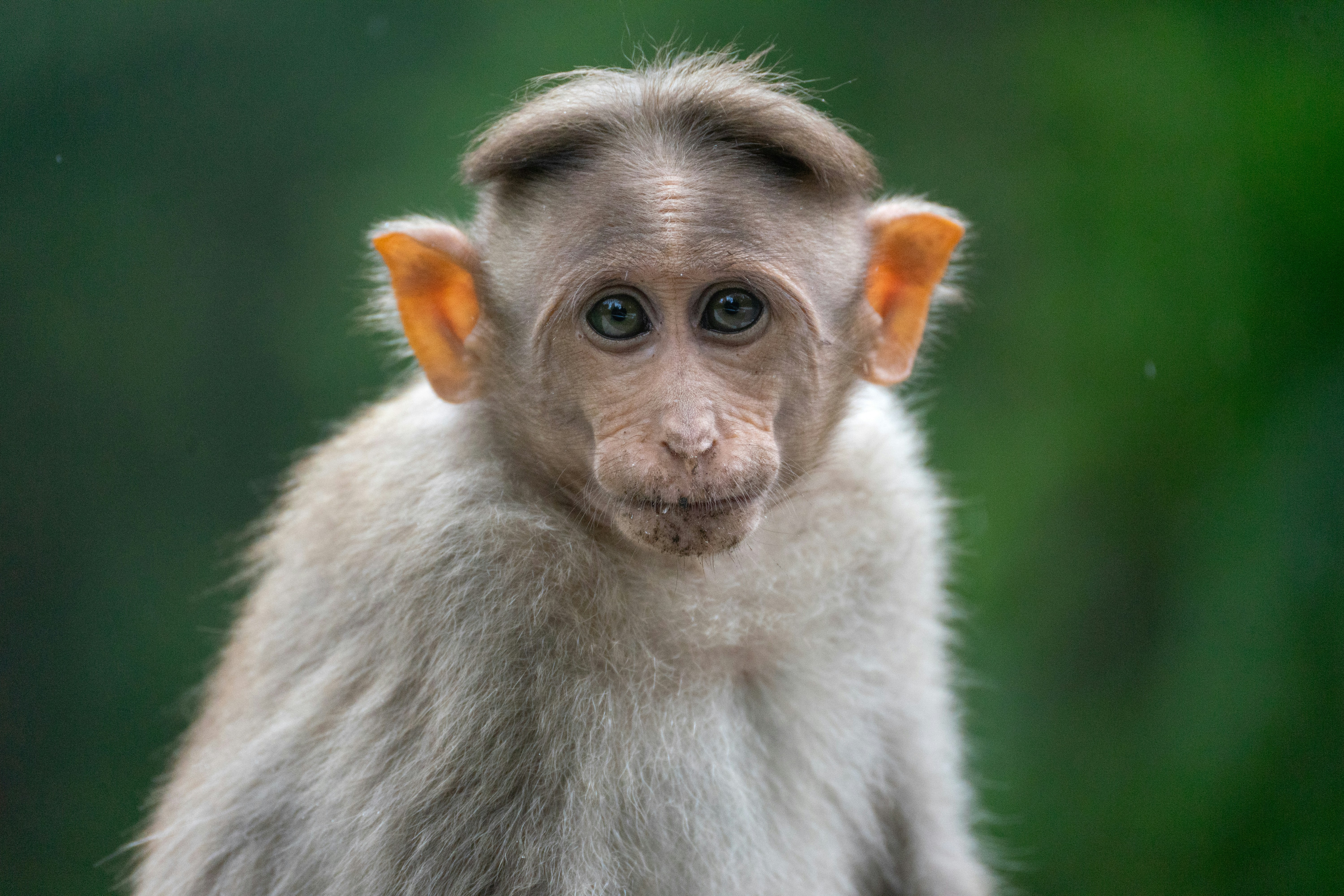 Front-Focused Moment: Curious Monkey Stares Down the Lens