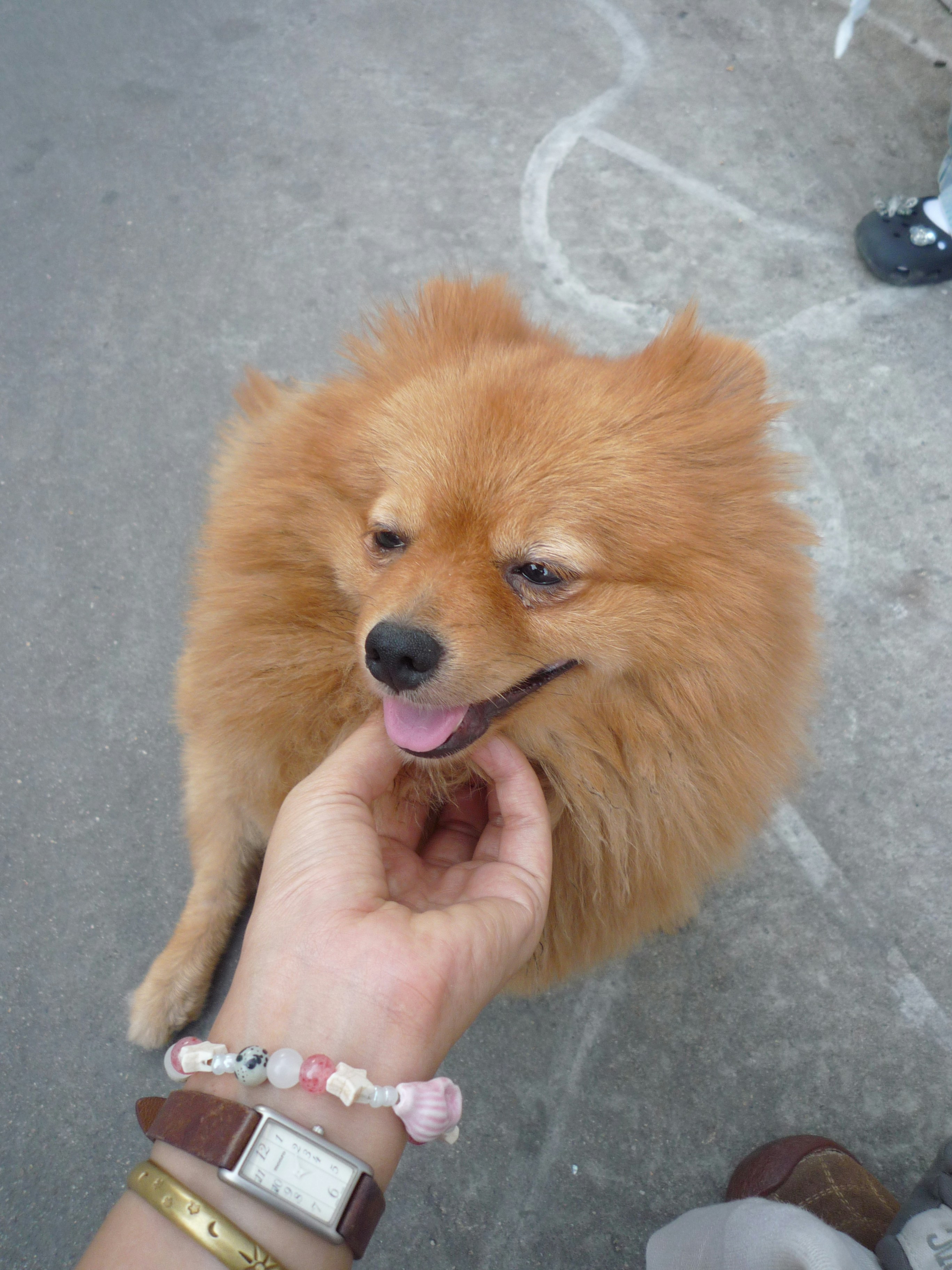 Warm Greeting: A Pictured Moment of a Pomeranian Petting hand