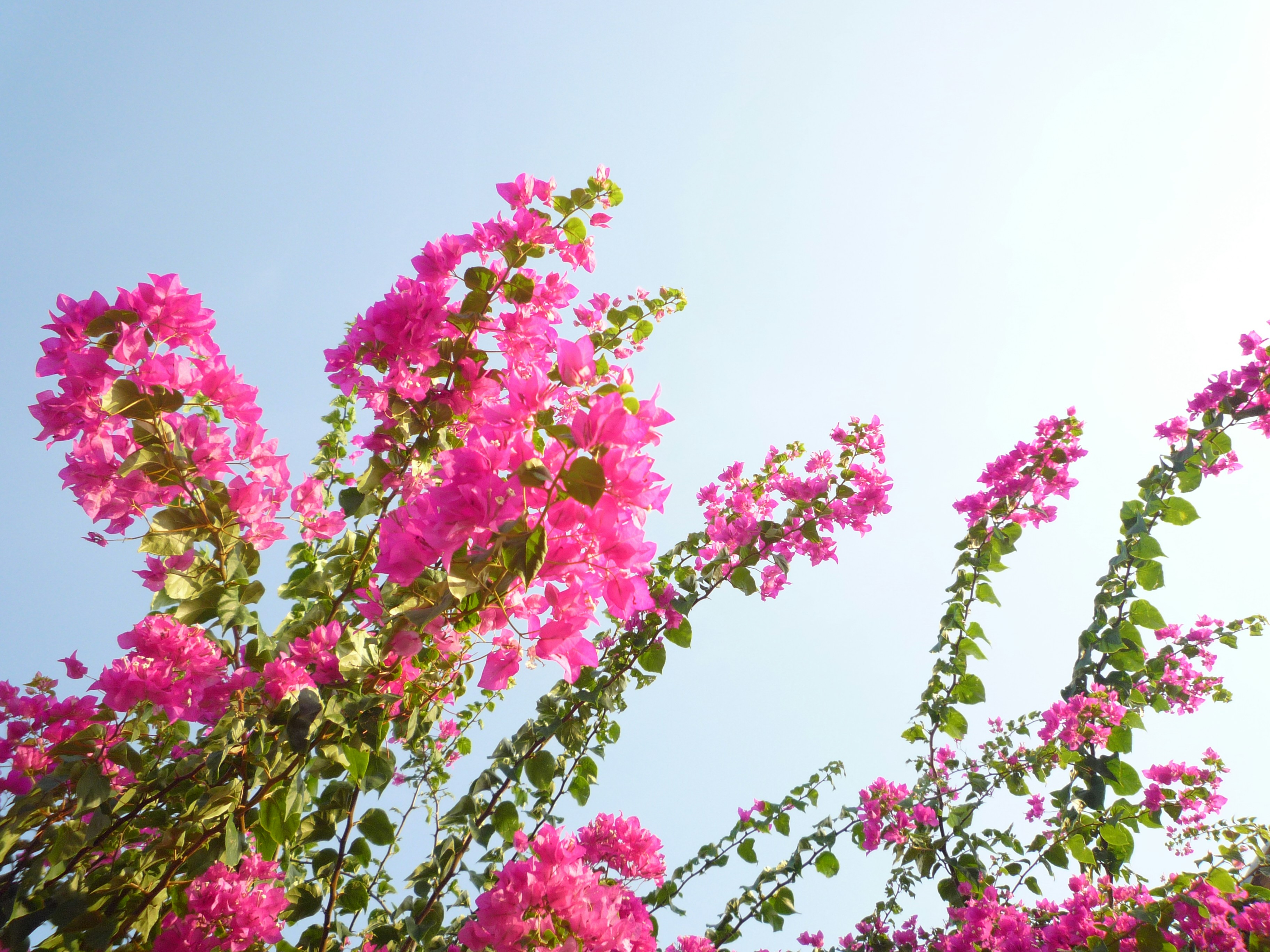 Pink Blooms Reaching for a Clear Sky