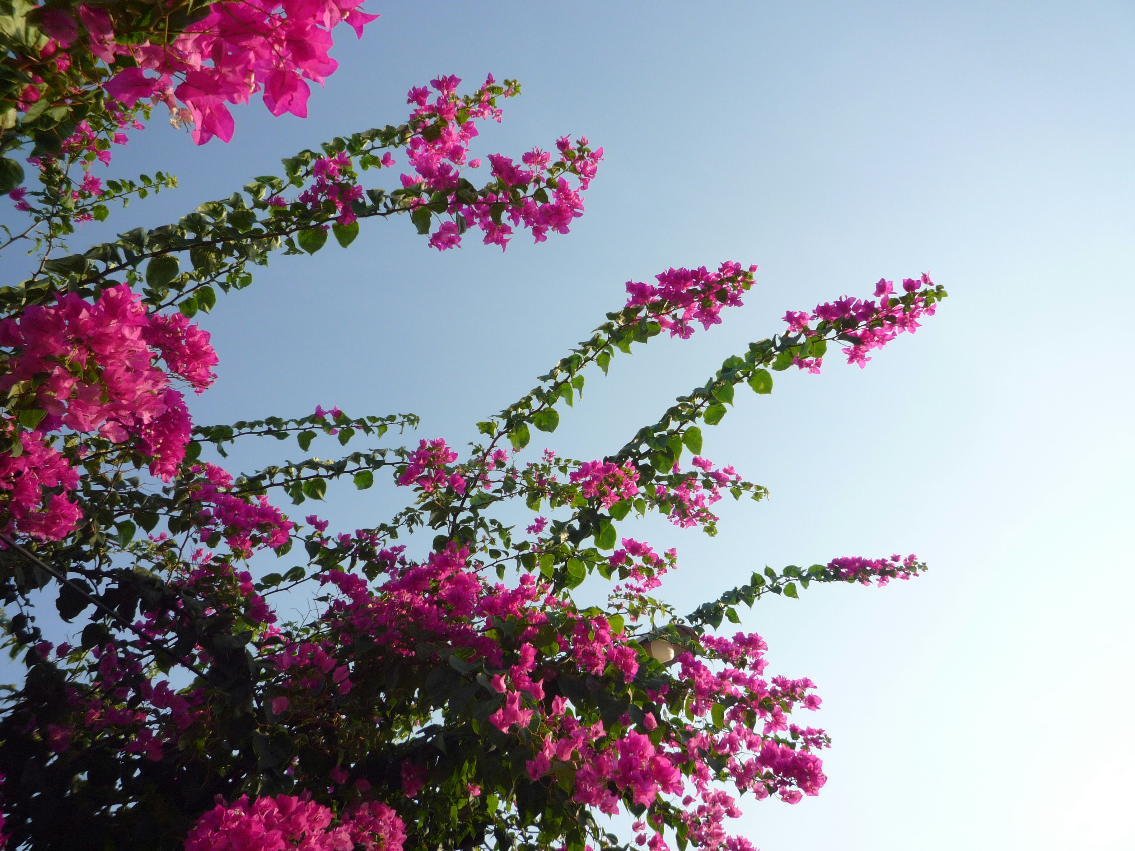 Pink Bougainvillea Fronds Reach into a Clear Sky