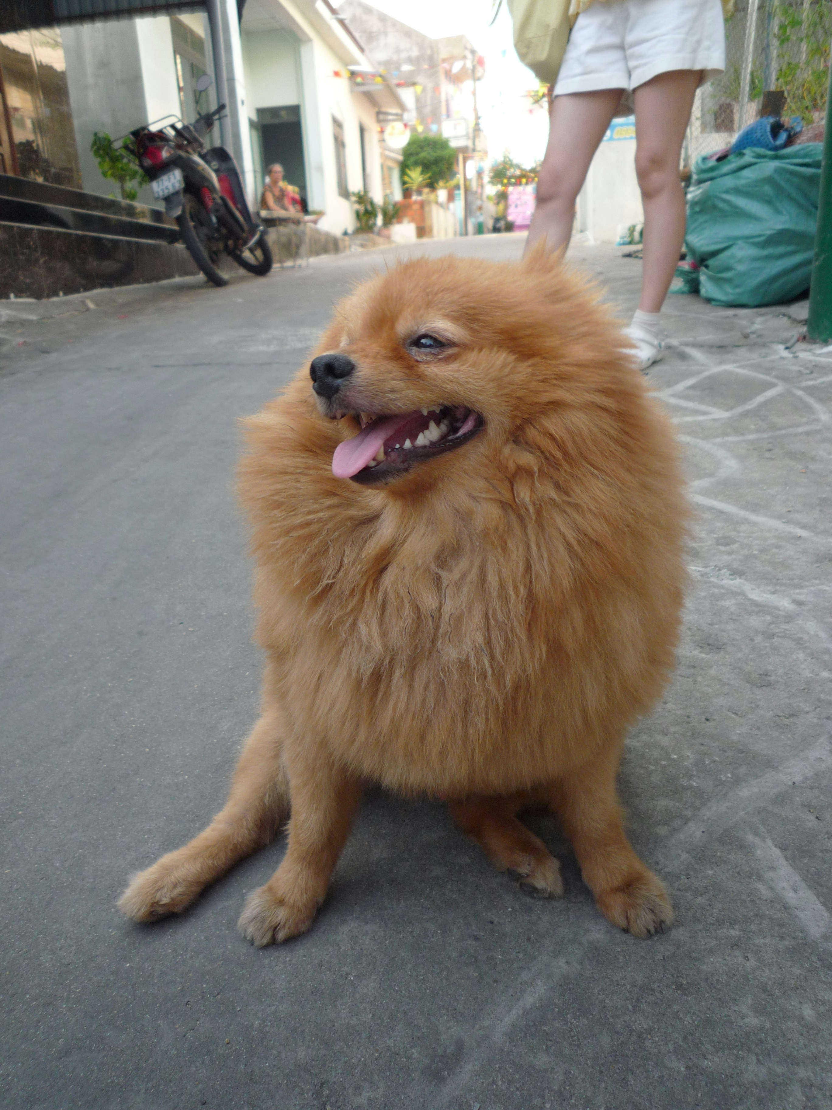Happy Pom in the Street: A Fluffy Golden Moment