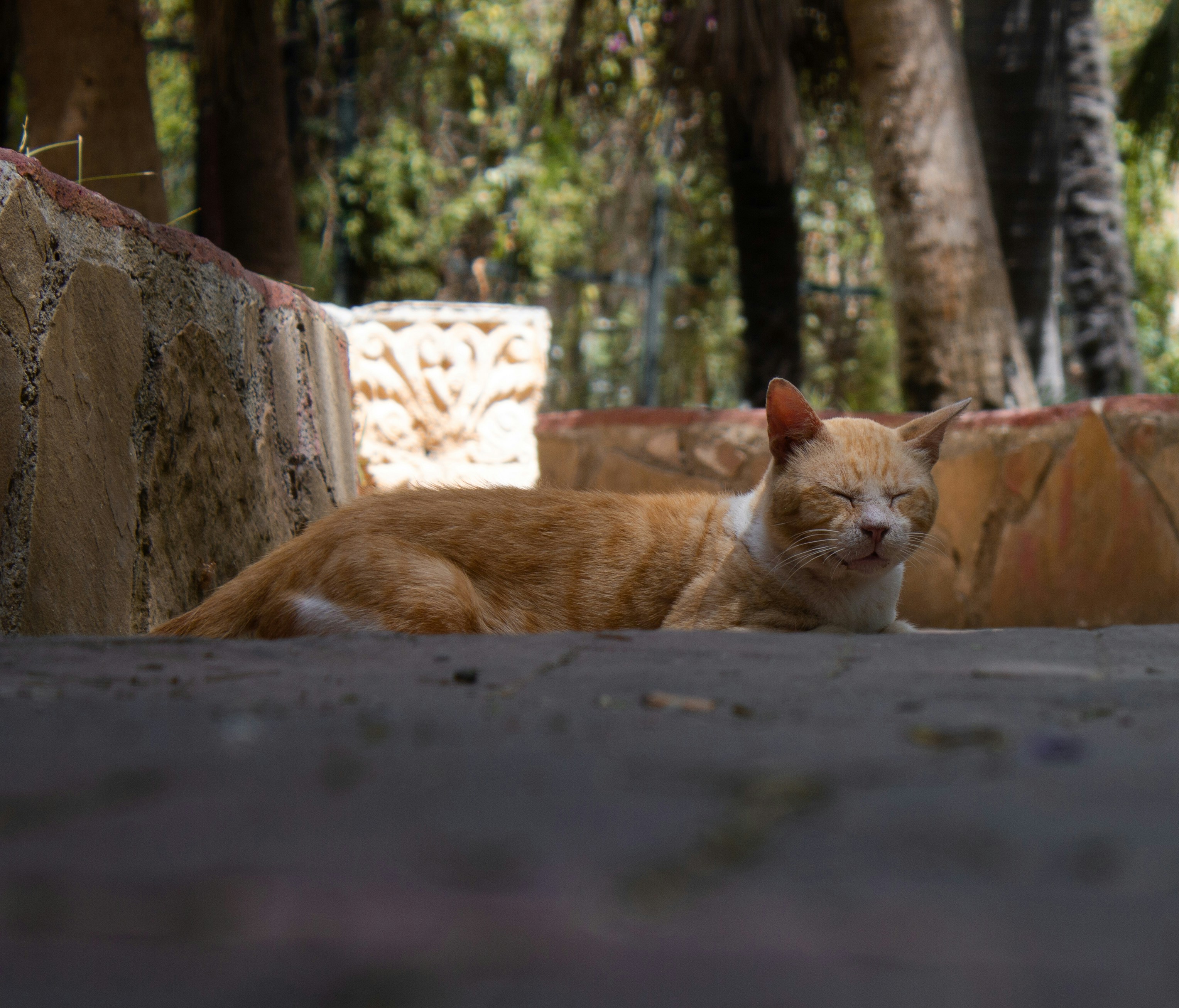 Sunlit slumber: a ginger cat at rest along a stone walkway