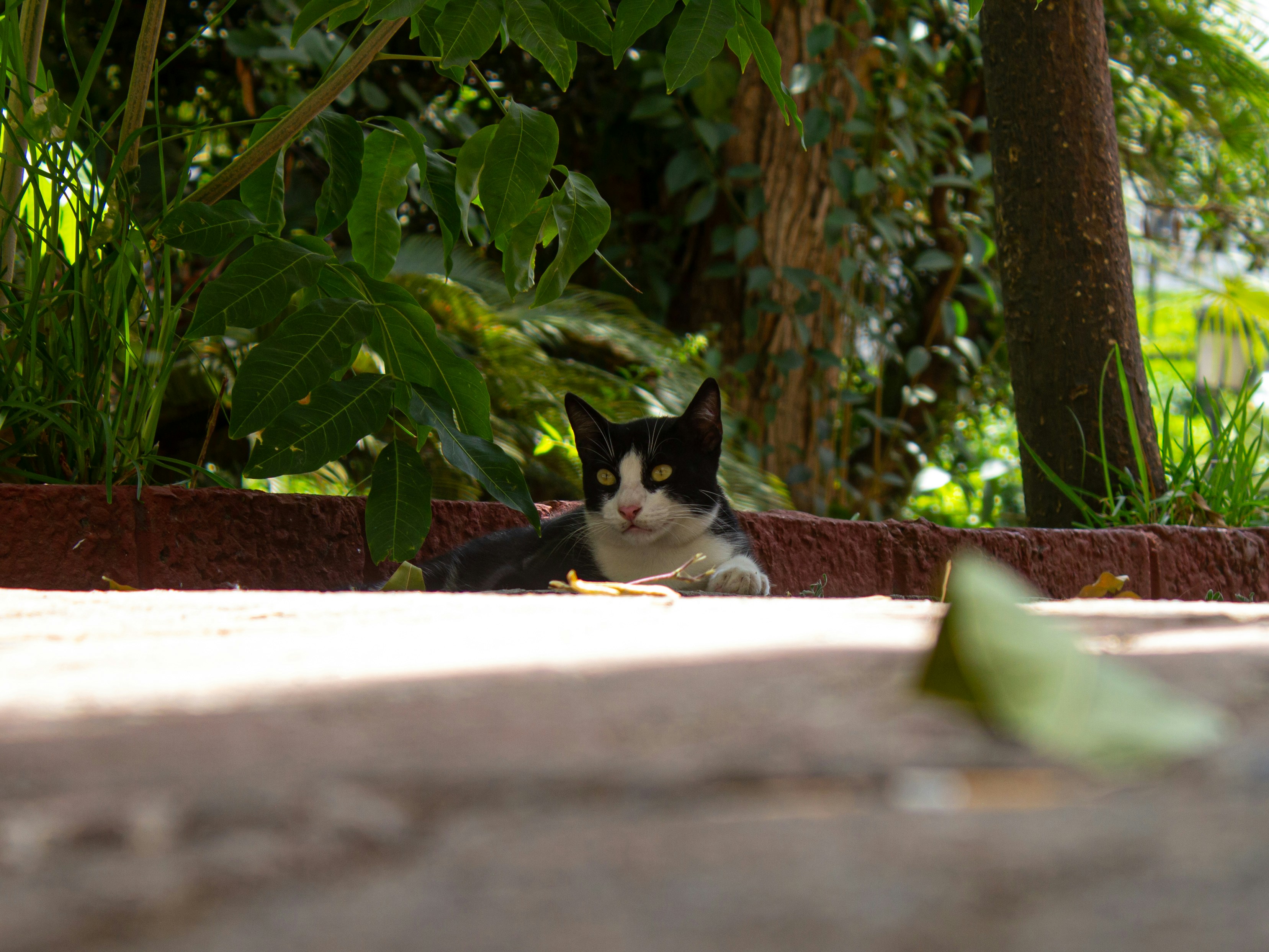 Hidden Paws and Green Canopy: A Cat Resting in the Garden's Shadow