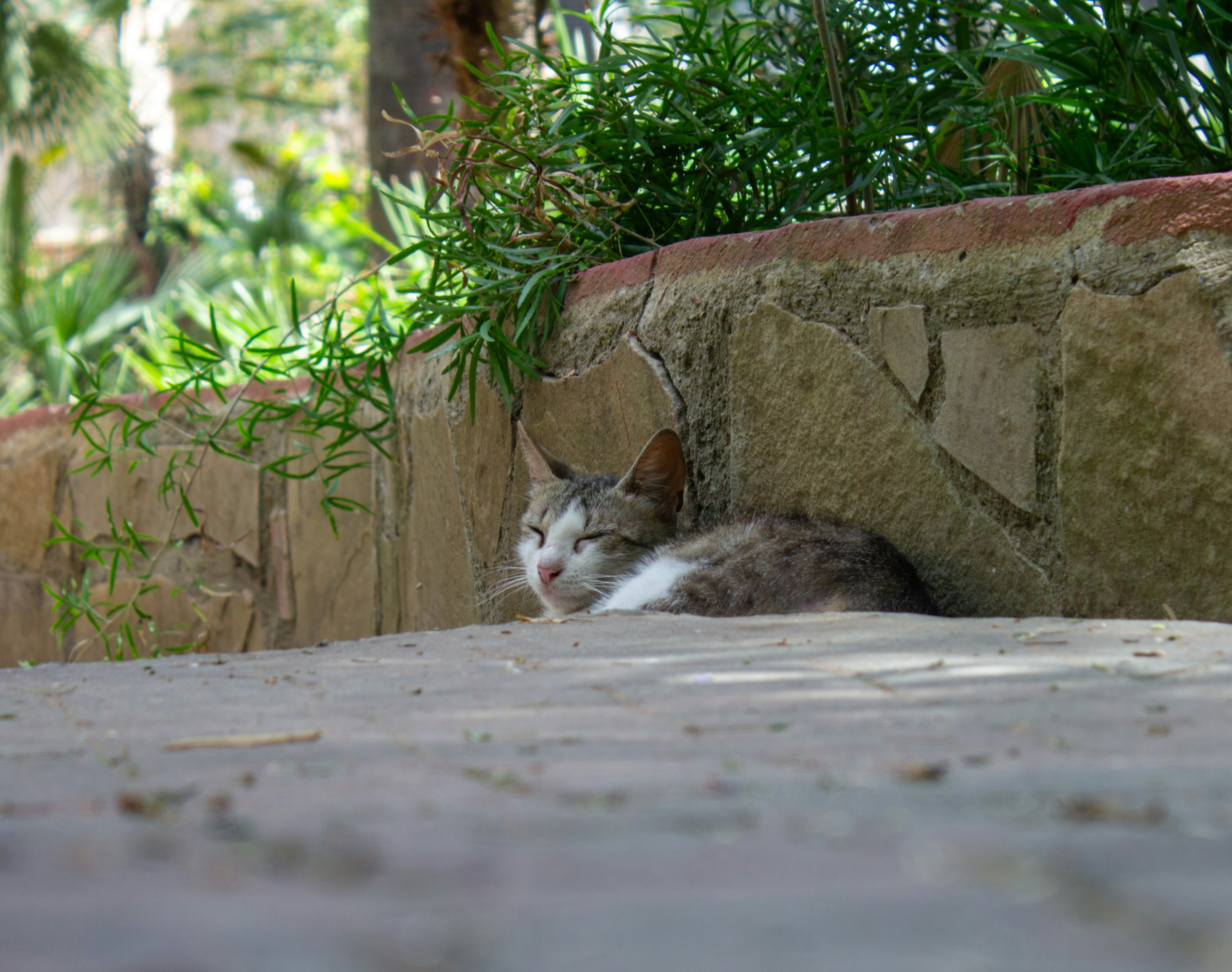 Hidden in the Courtyard: A Resting Cat Amid Stone and Greenery