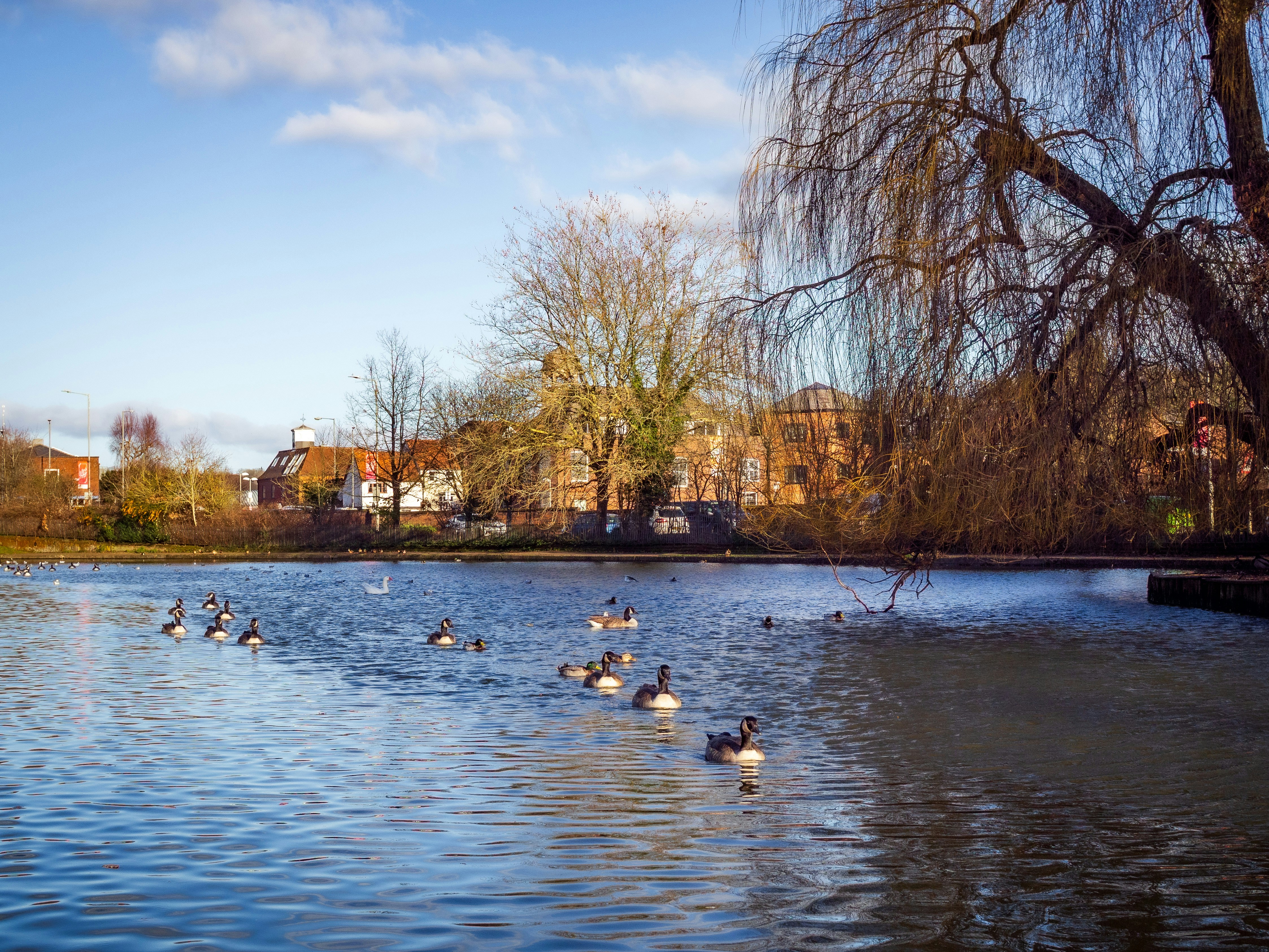 City Ducks at Dappled River: Evening Toward the Wharf