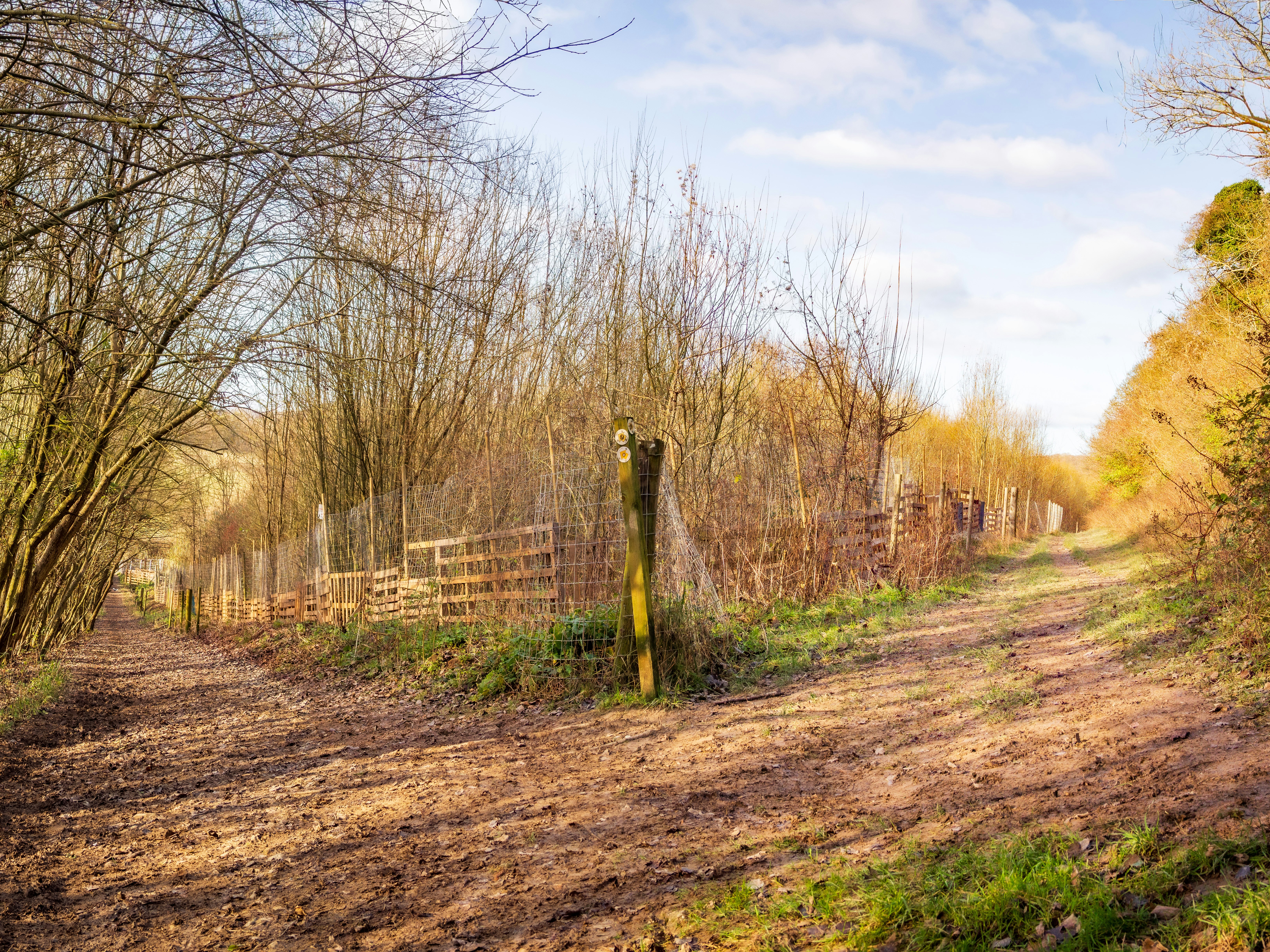 Rural Pathway Through Dormant Winter Orchards