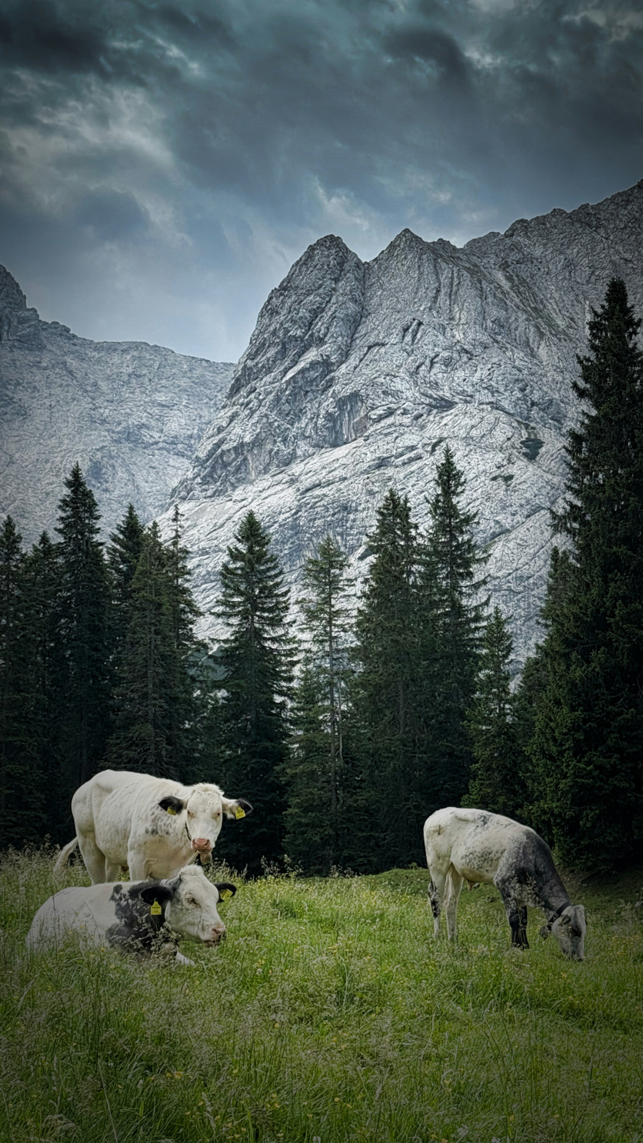 Cattle grazing in a sunlit meadow with towering pine trees and rugged mountains in the background.