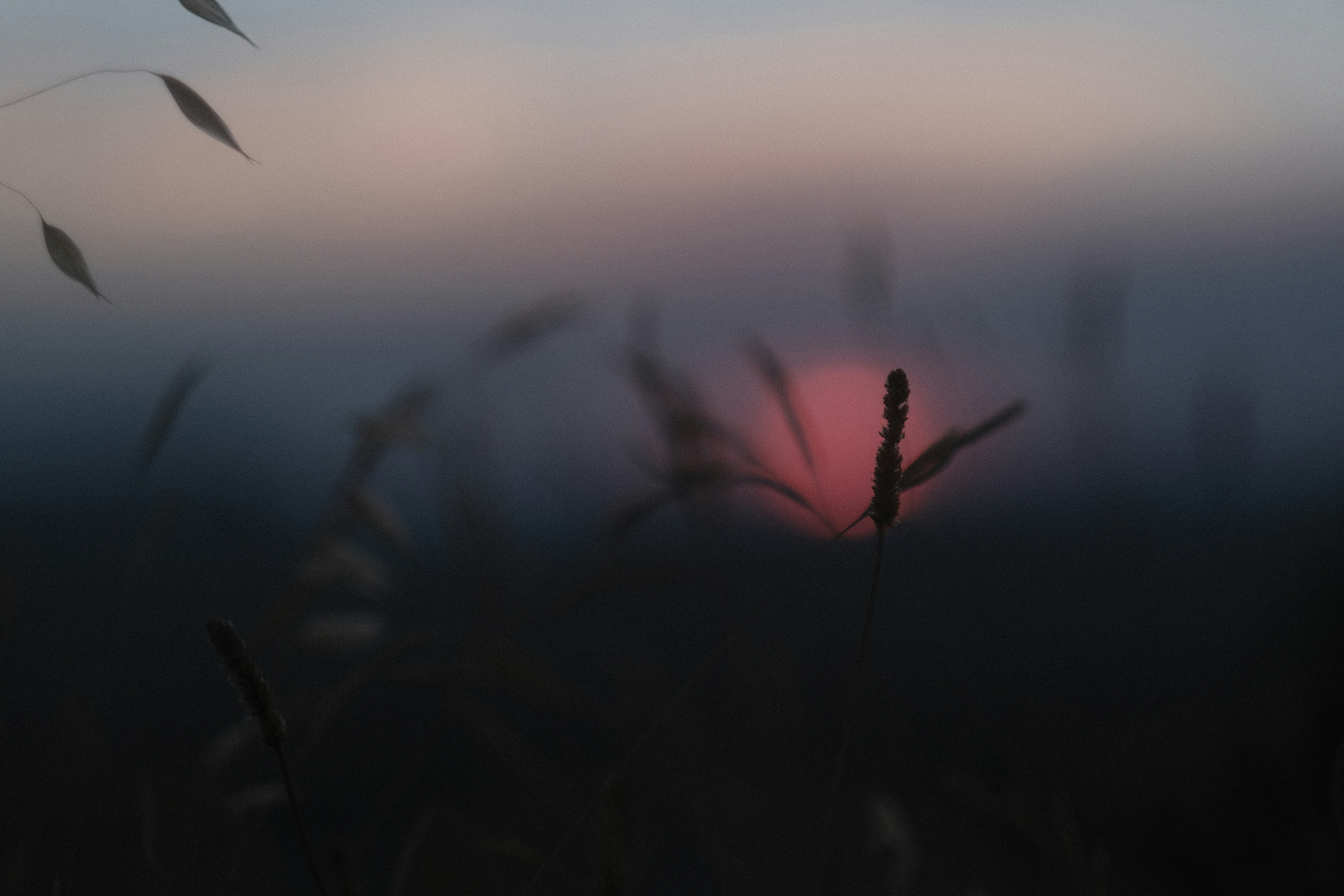 Silhouette at Dusk: Grasses Against a Velvet Horizon