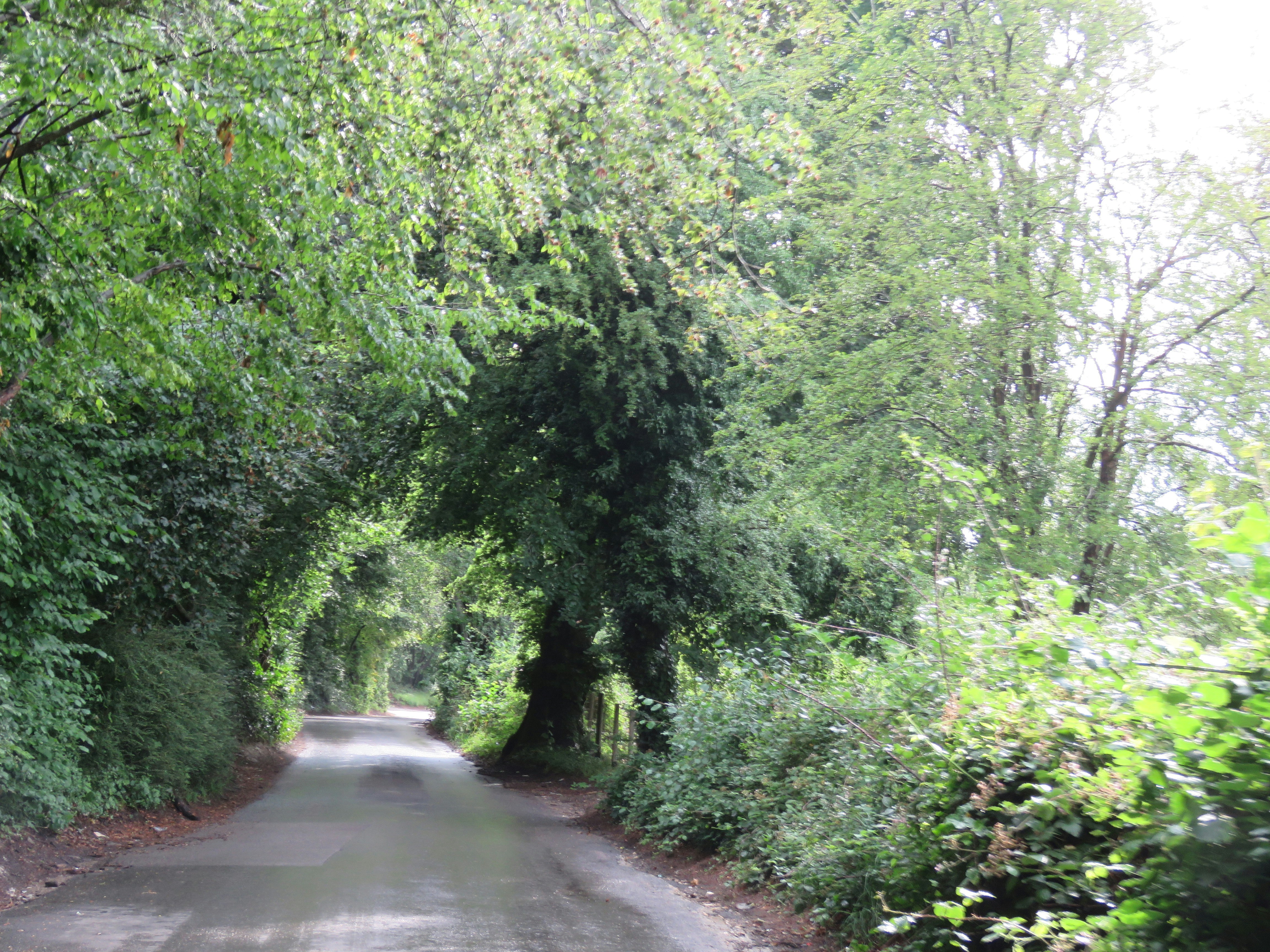 Verdant Corridor: Sunlit Path Through an Arched Canopy