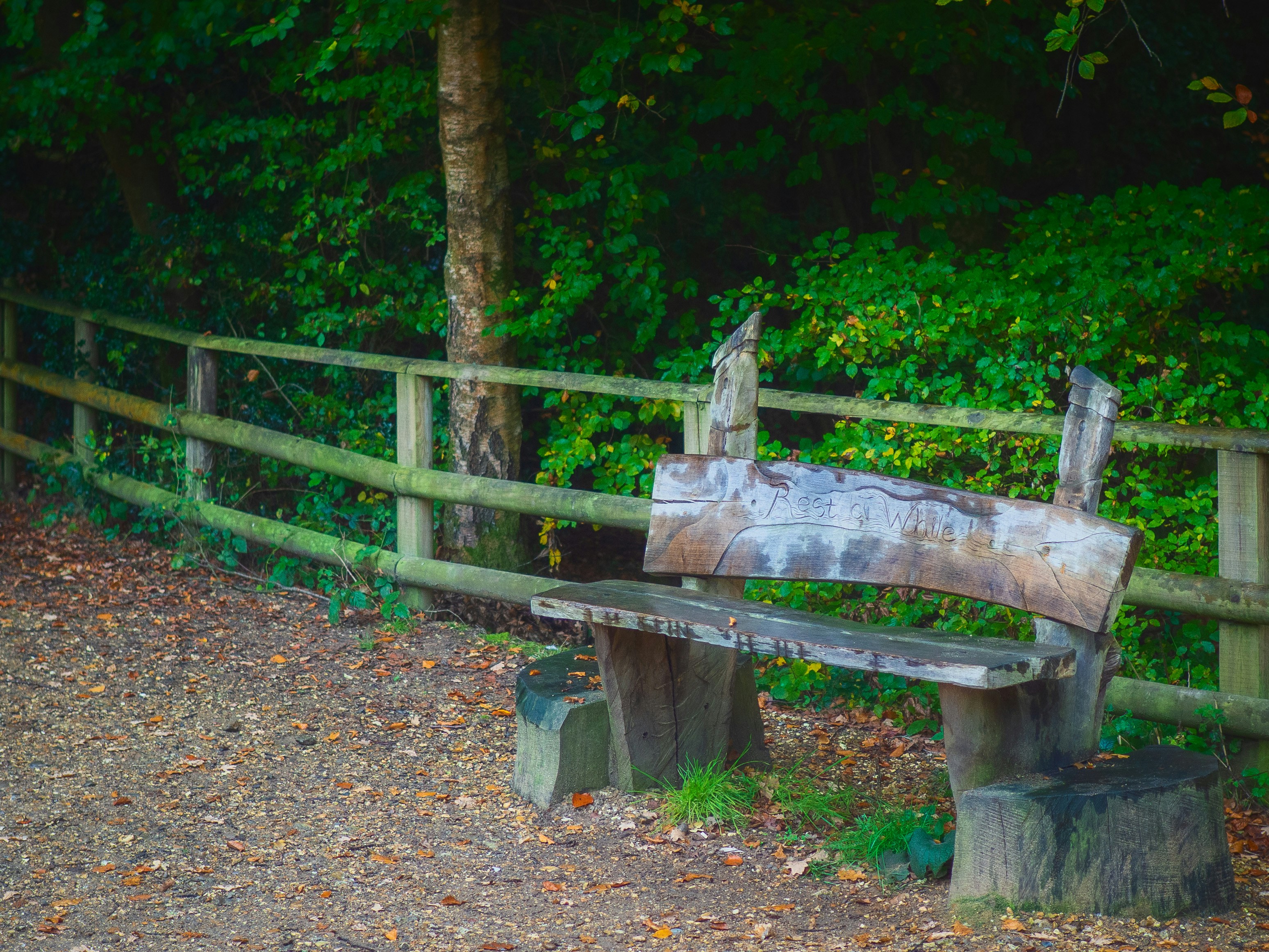 Weathered park bench under a leafy canopy
