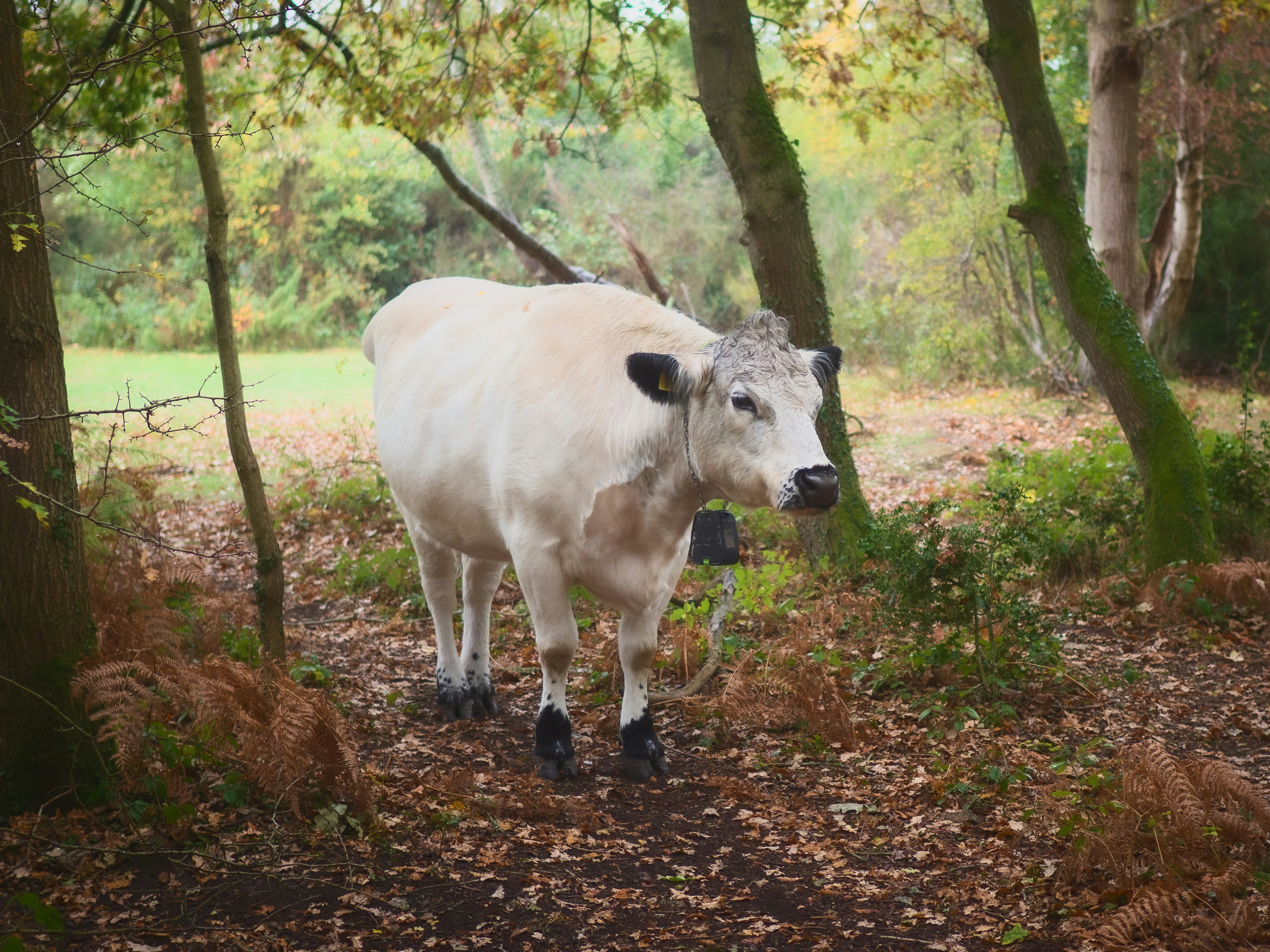 Milk-white cow standing among trees with autumn leaves on the ground; light mist and soft forest lighting emphasize the animal as the focal subject. A natural scene highlighting rural calm.