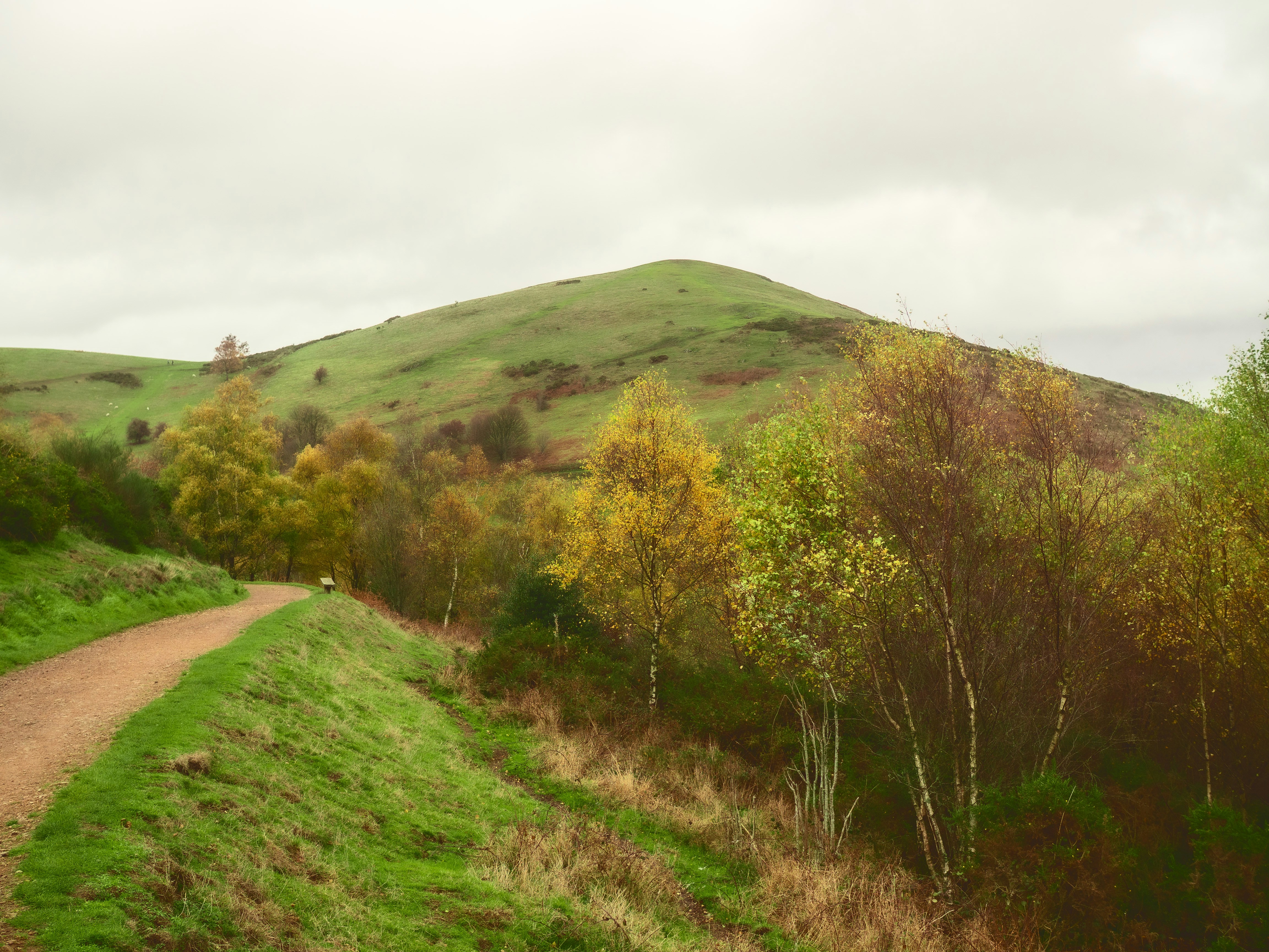 Golden Hill Path: Autumn Light on the Winding Trail