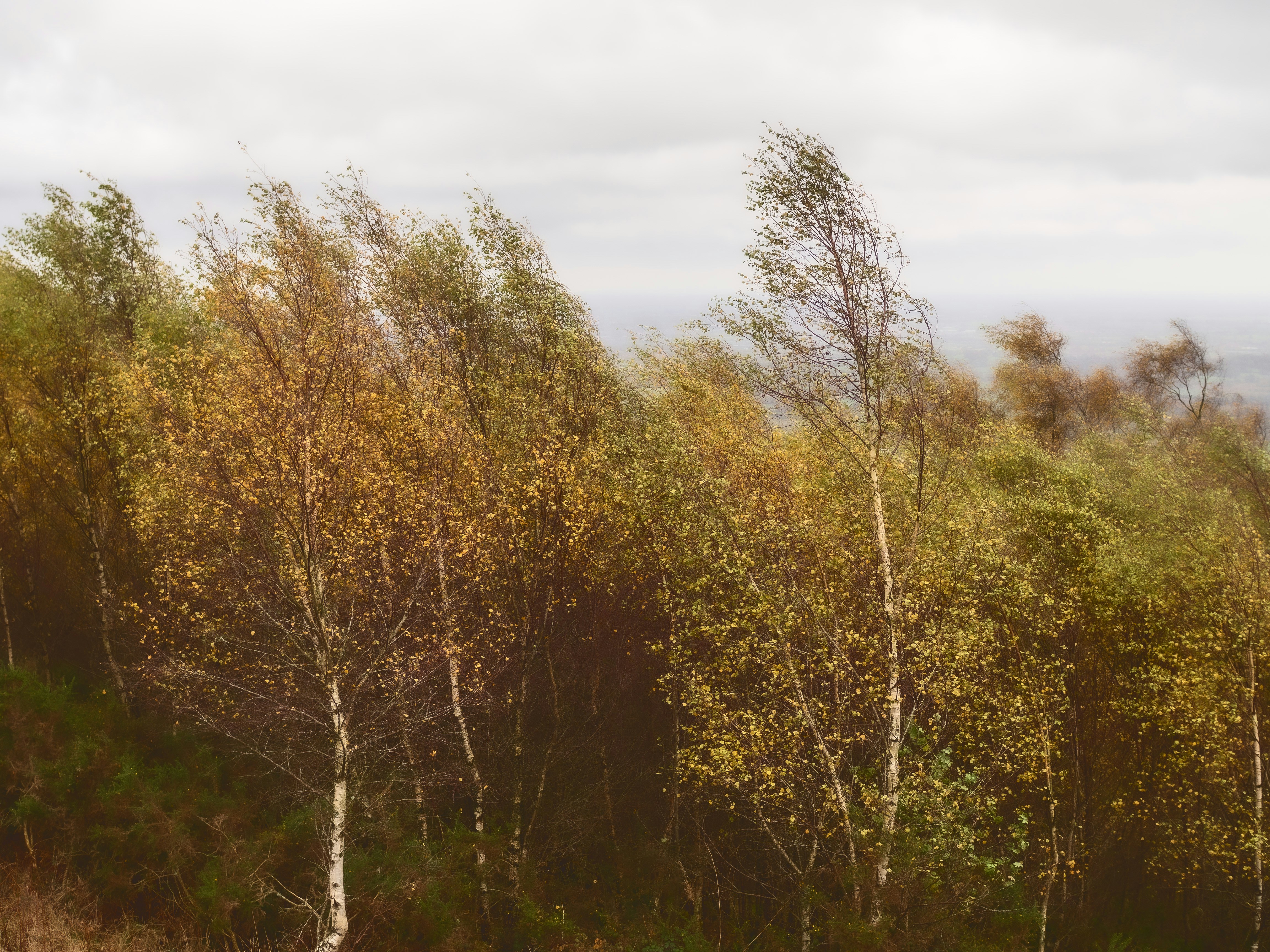 Autumn Wind through the Birch Line