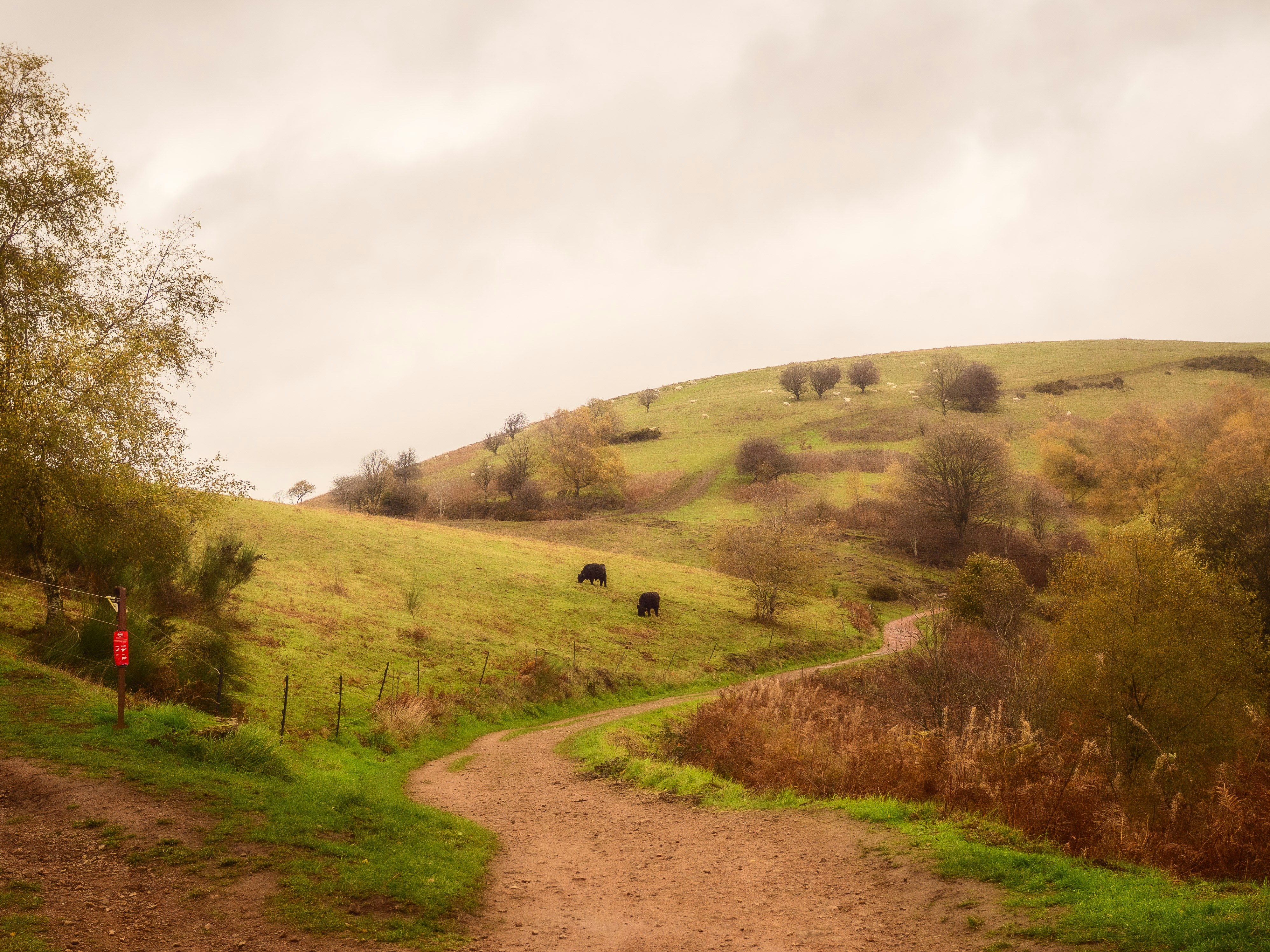 Dusty Trail Through the Rolling Hill Pasture