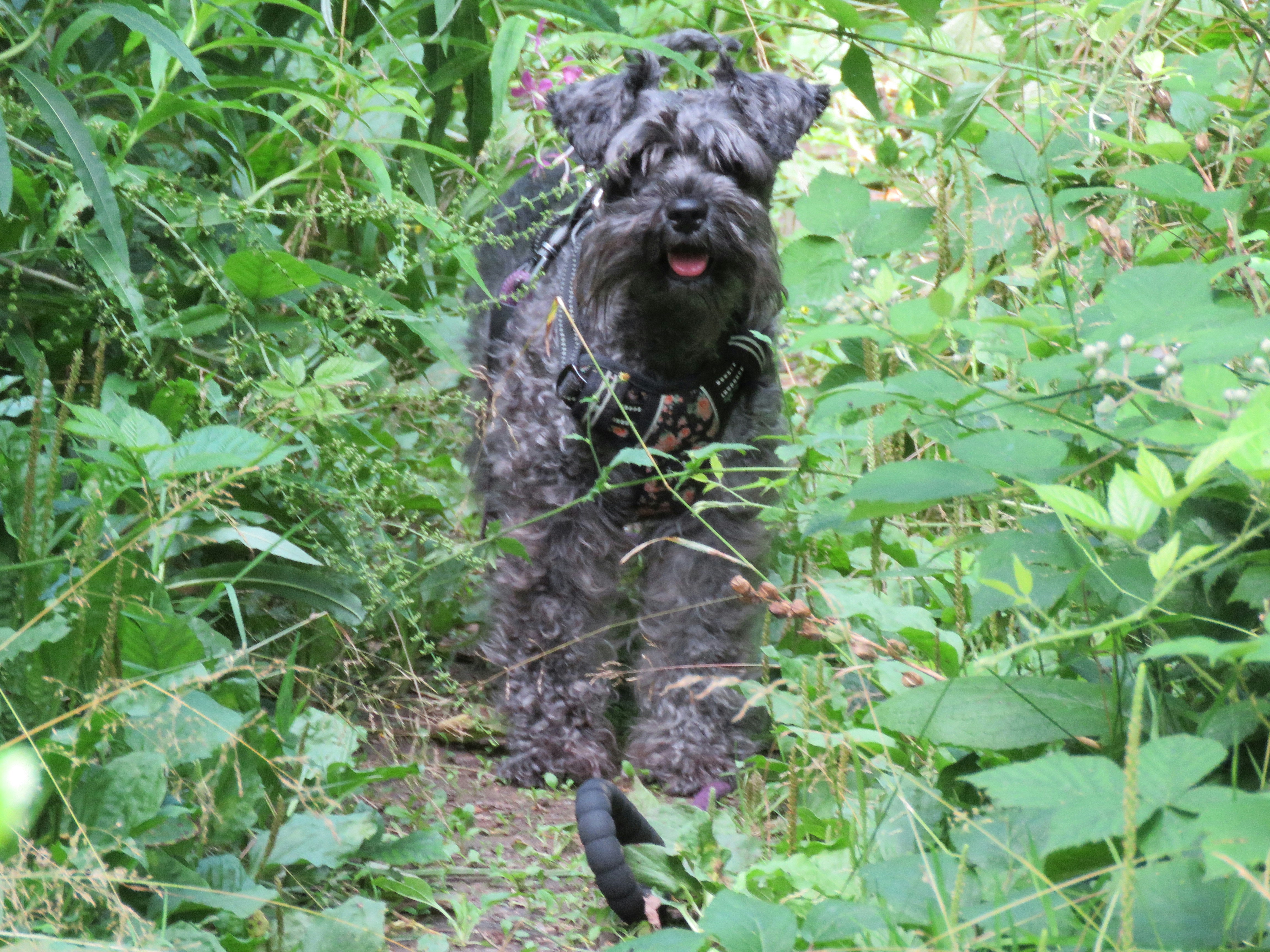 Overgrown Approach: Dog Emerges from the Green Corridor