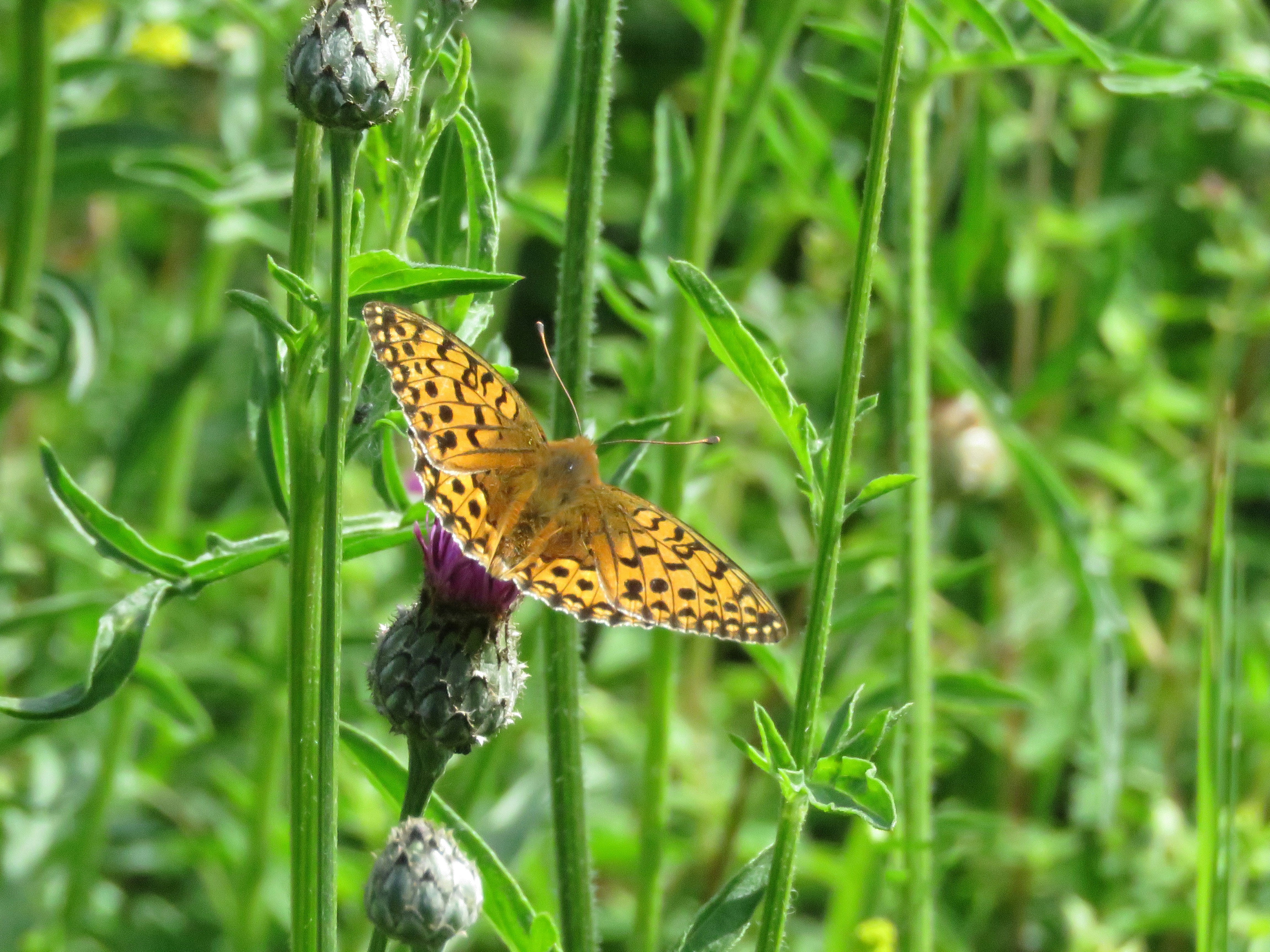 Orange-speckled butterfly on fern stems in sunlit garden
