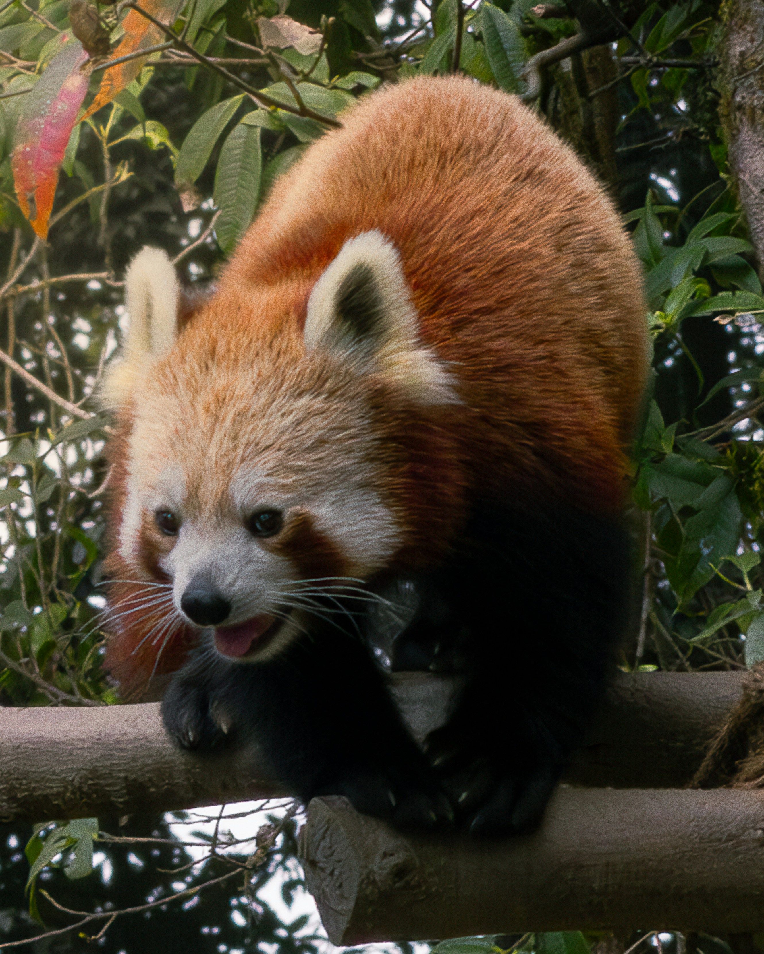 Red Panda Perch: A Charming Climb Among Green Canopy