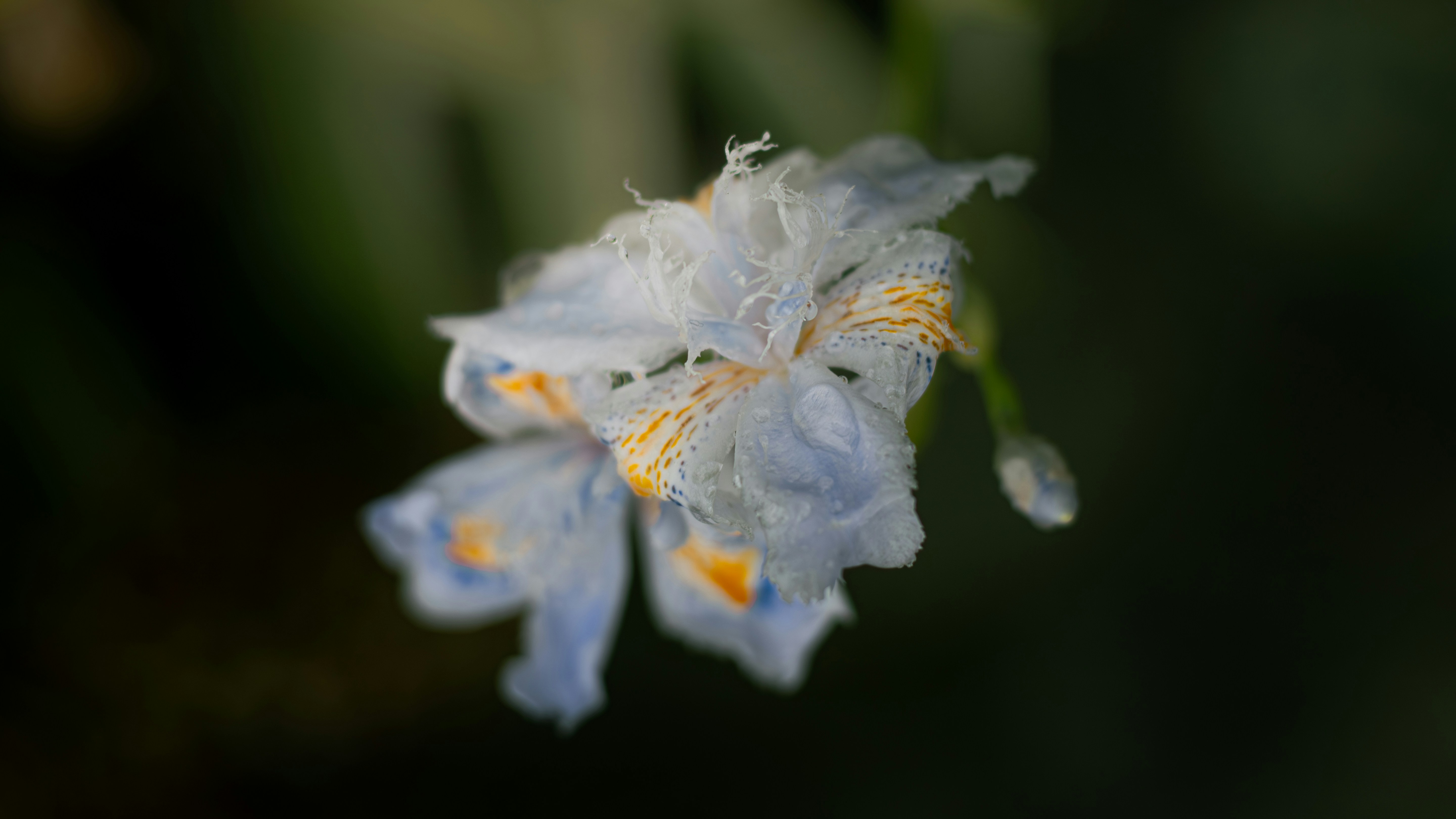 Wallpaper for 16:9 Aspect Ratio of Fringed Iris (Iris Japonica)