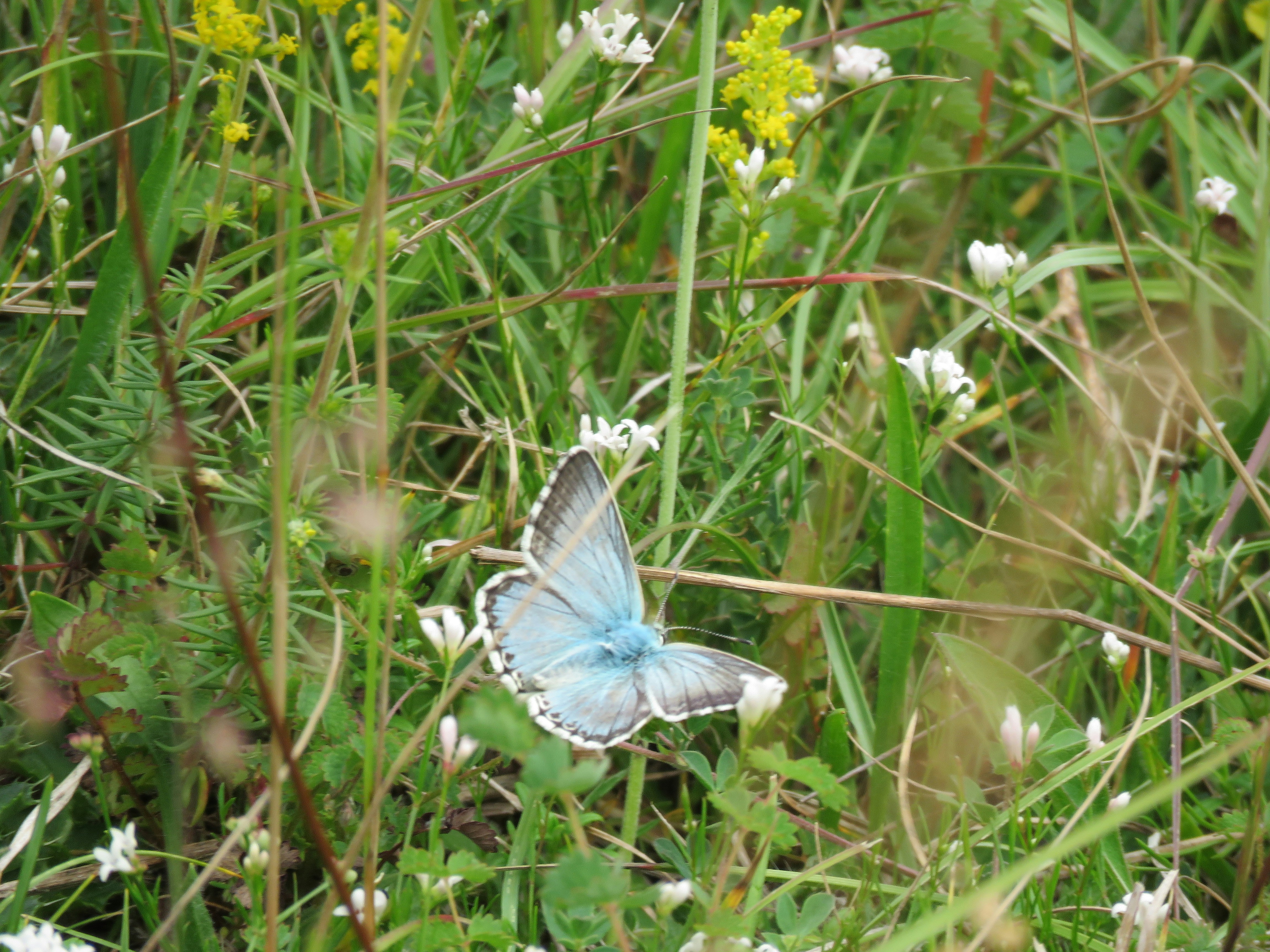 Azure butterfly resting among meadow greens