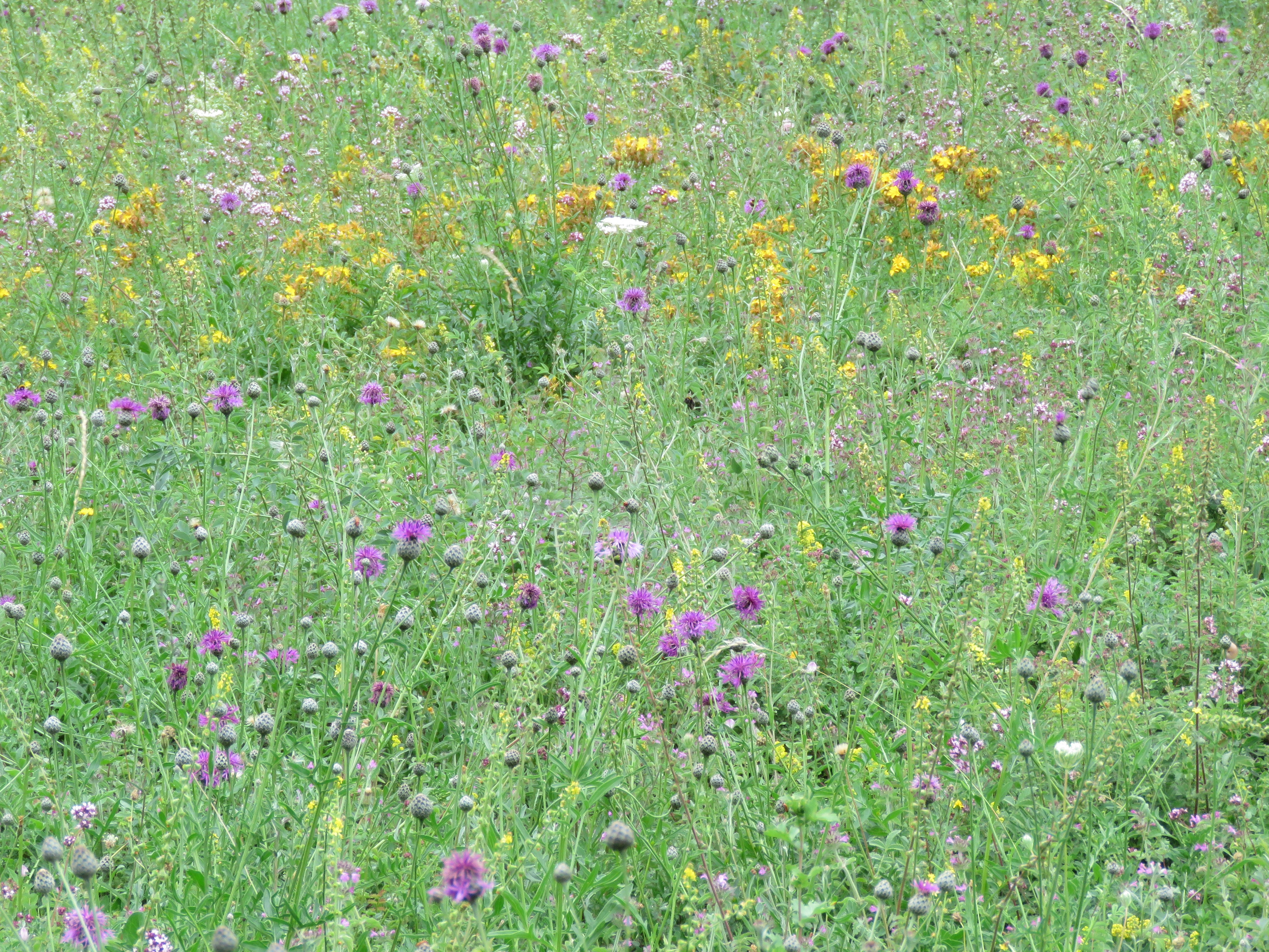 Wildflower Field in Soft Focus