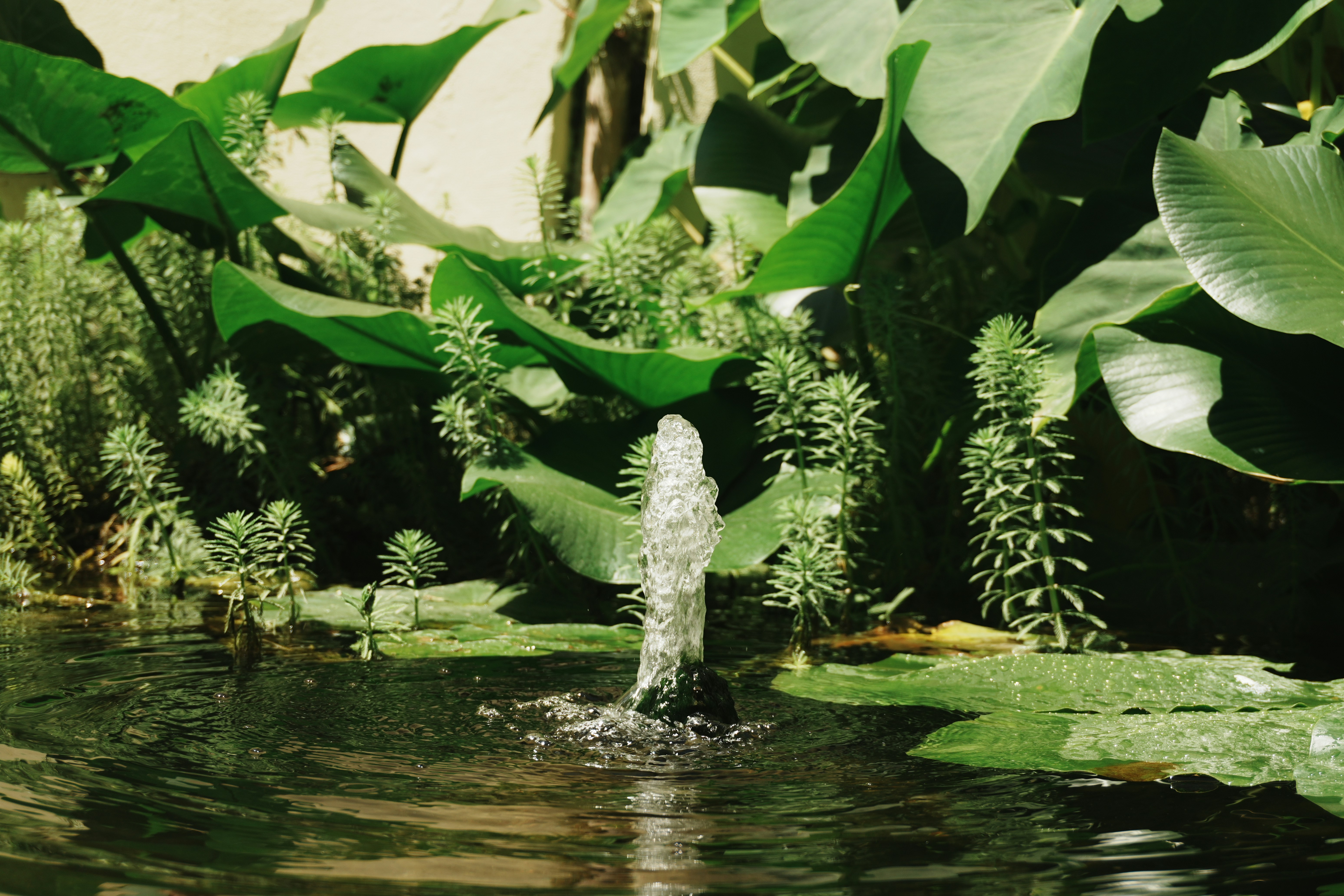 Water Sprout in a Quiet Green Pond