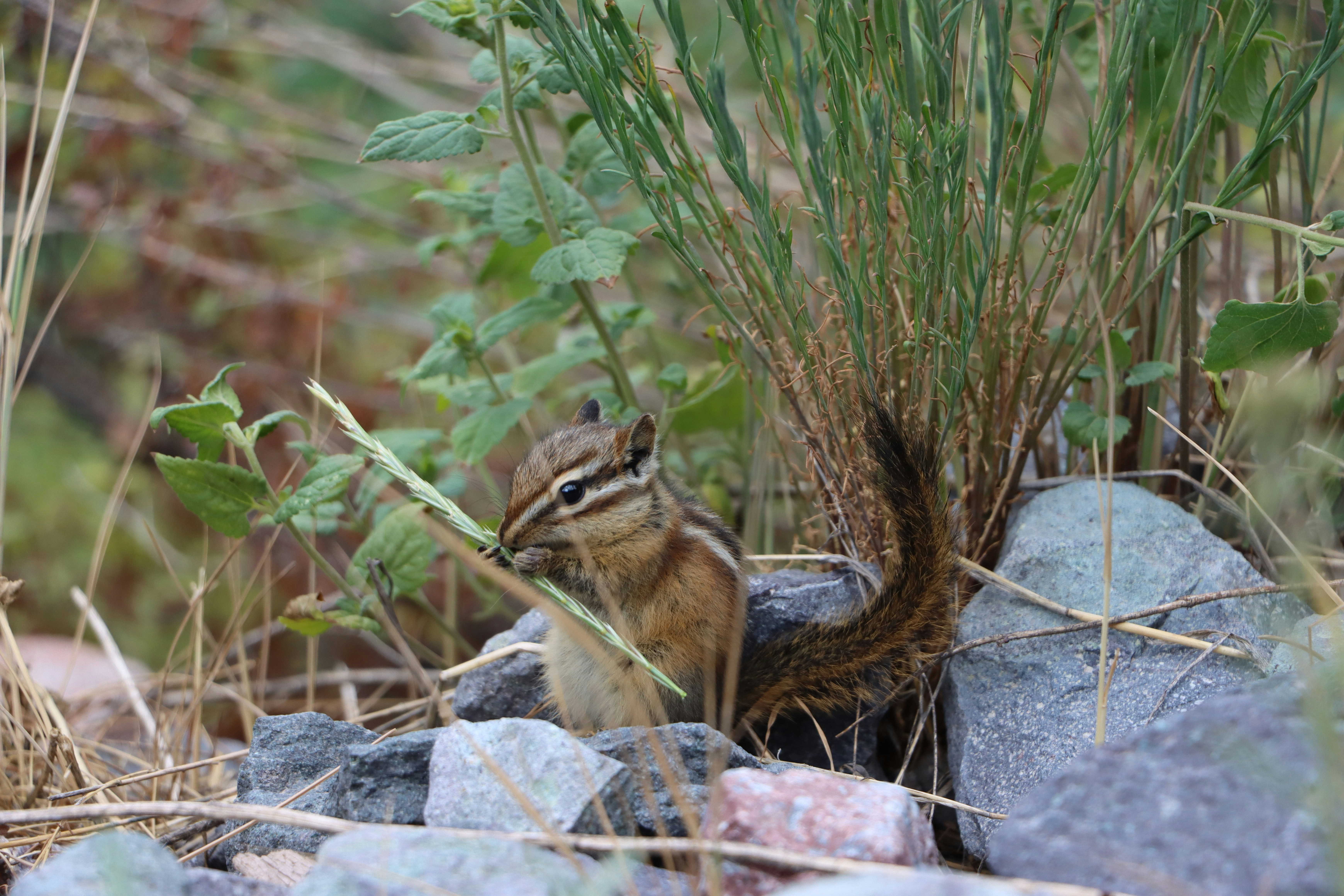 Hide-and-Seek Chipmunk in Pebble Bed Garden