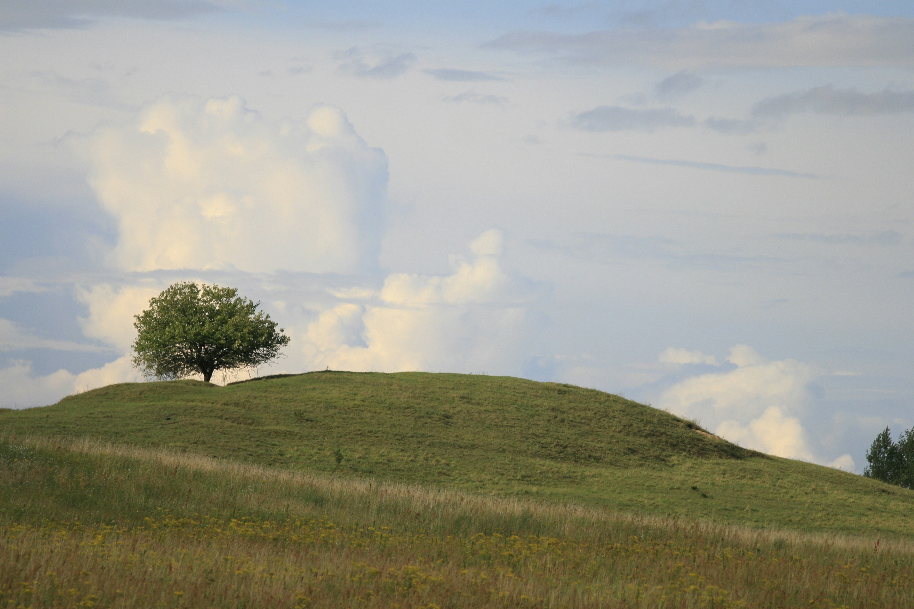 Grass-covered hill with a solitary tree under a partly cloudy sky, emphasizing open landscape and solitude. The image appears as a landscape photograph capturing a lone focal point on a gentle mound.