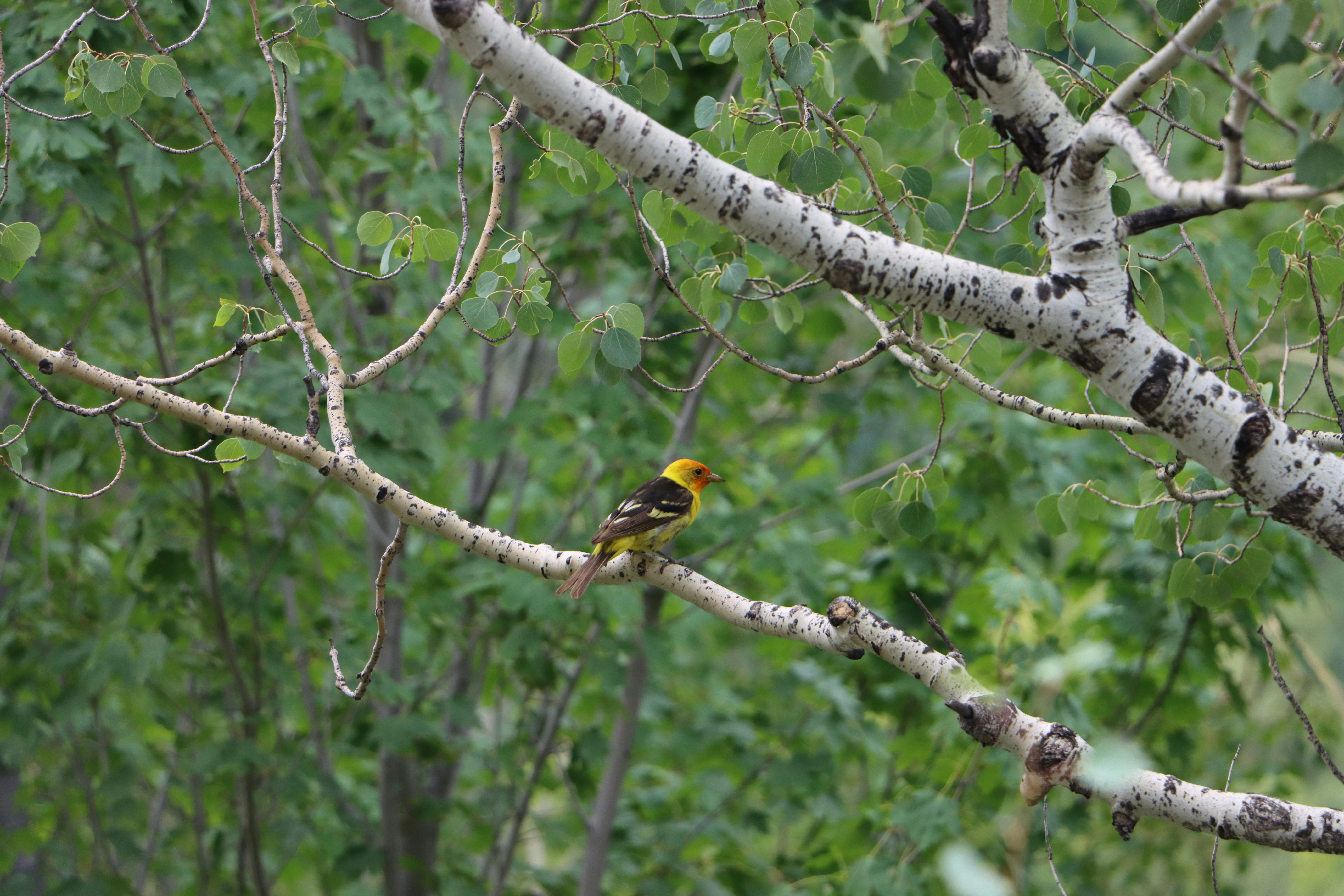 Yellow-headed Warbler on a Lichen-Patterned Branch
