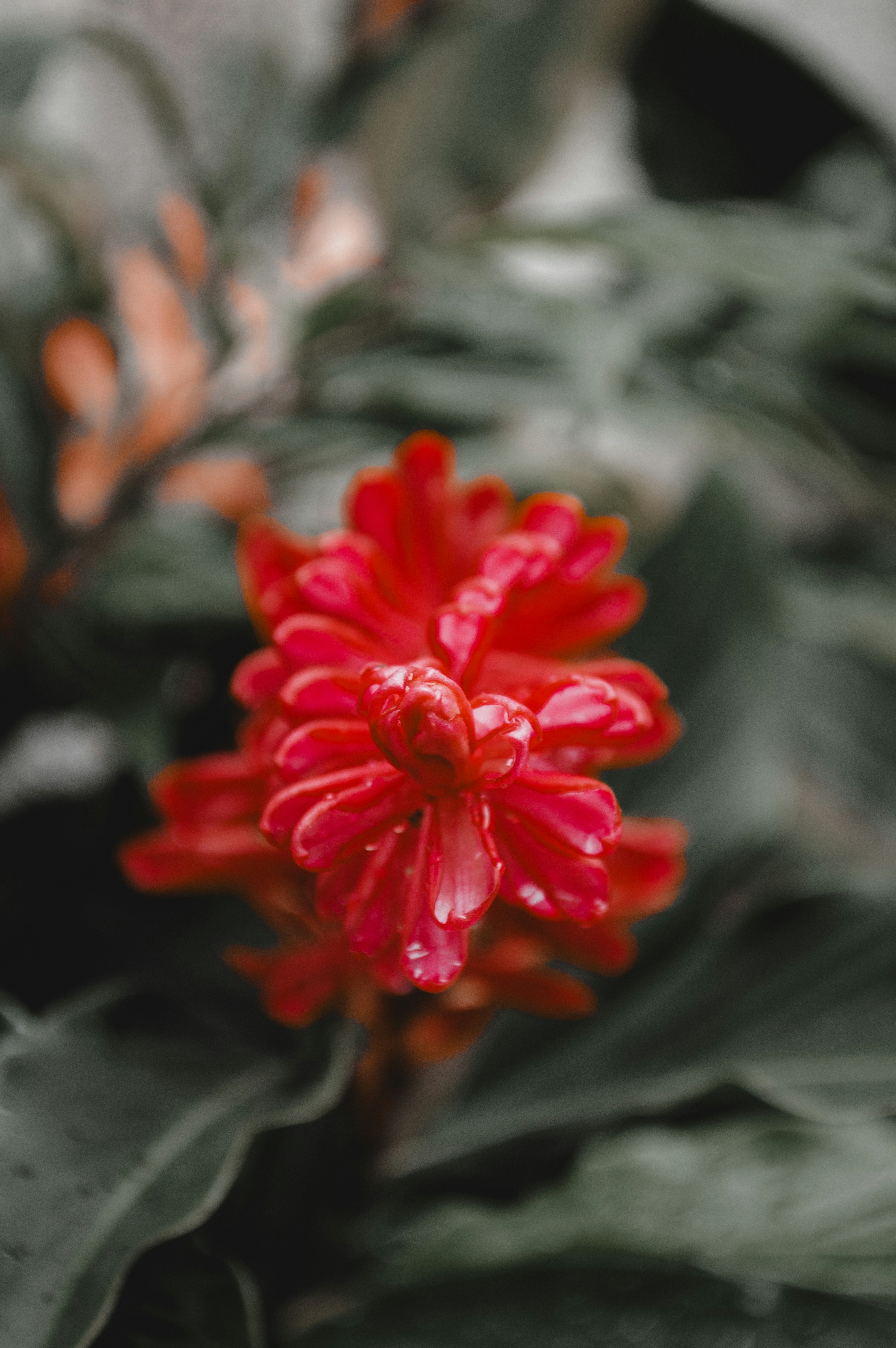 Crimson Bloom in Soft Focus