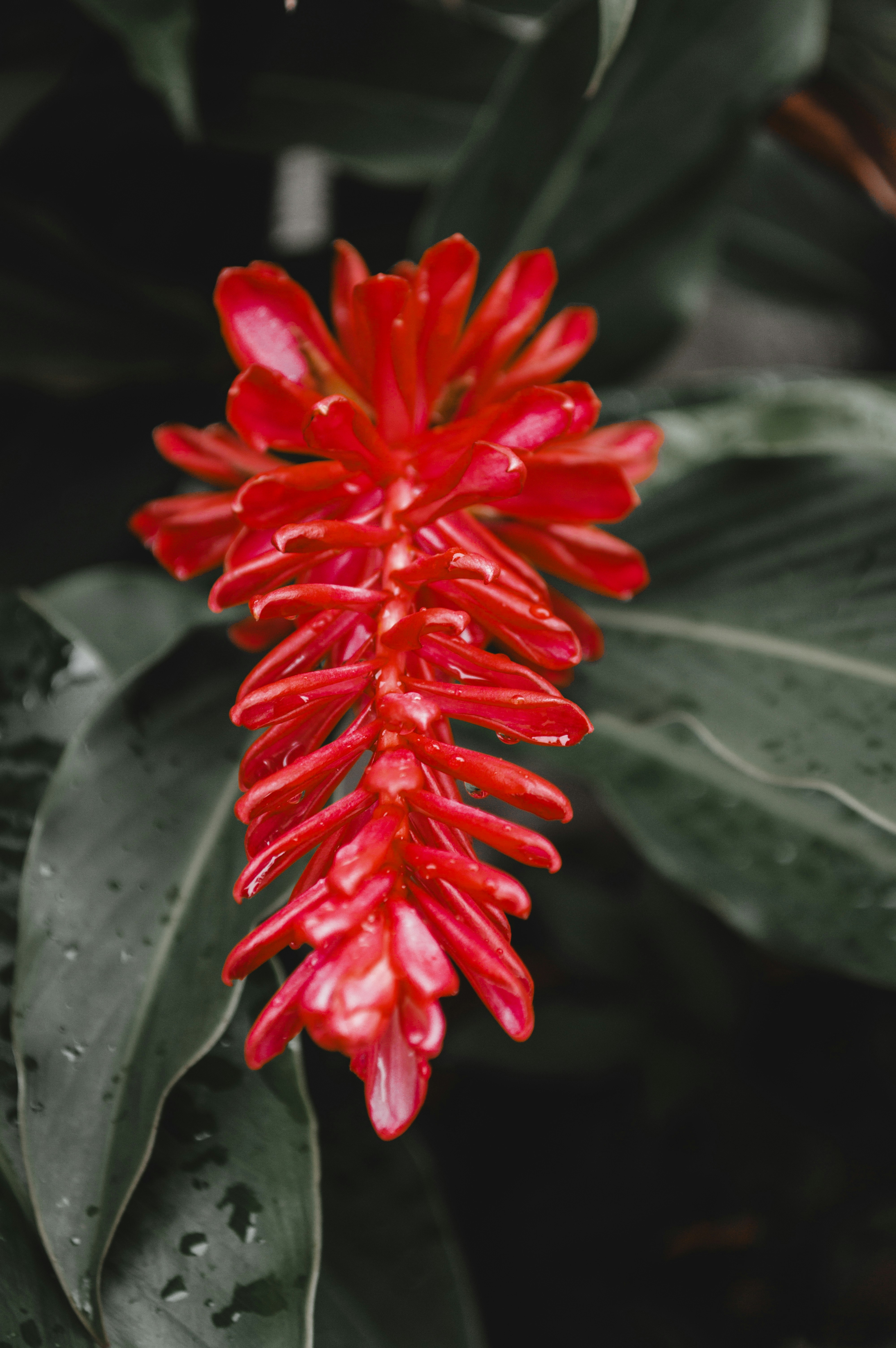 Scarlet Bloom: A Red Heliconia Spike Against Dark Foliage